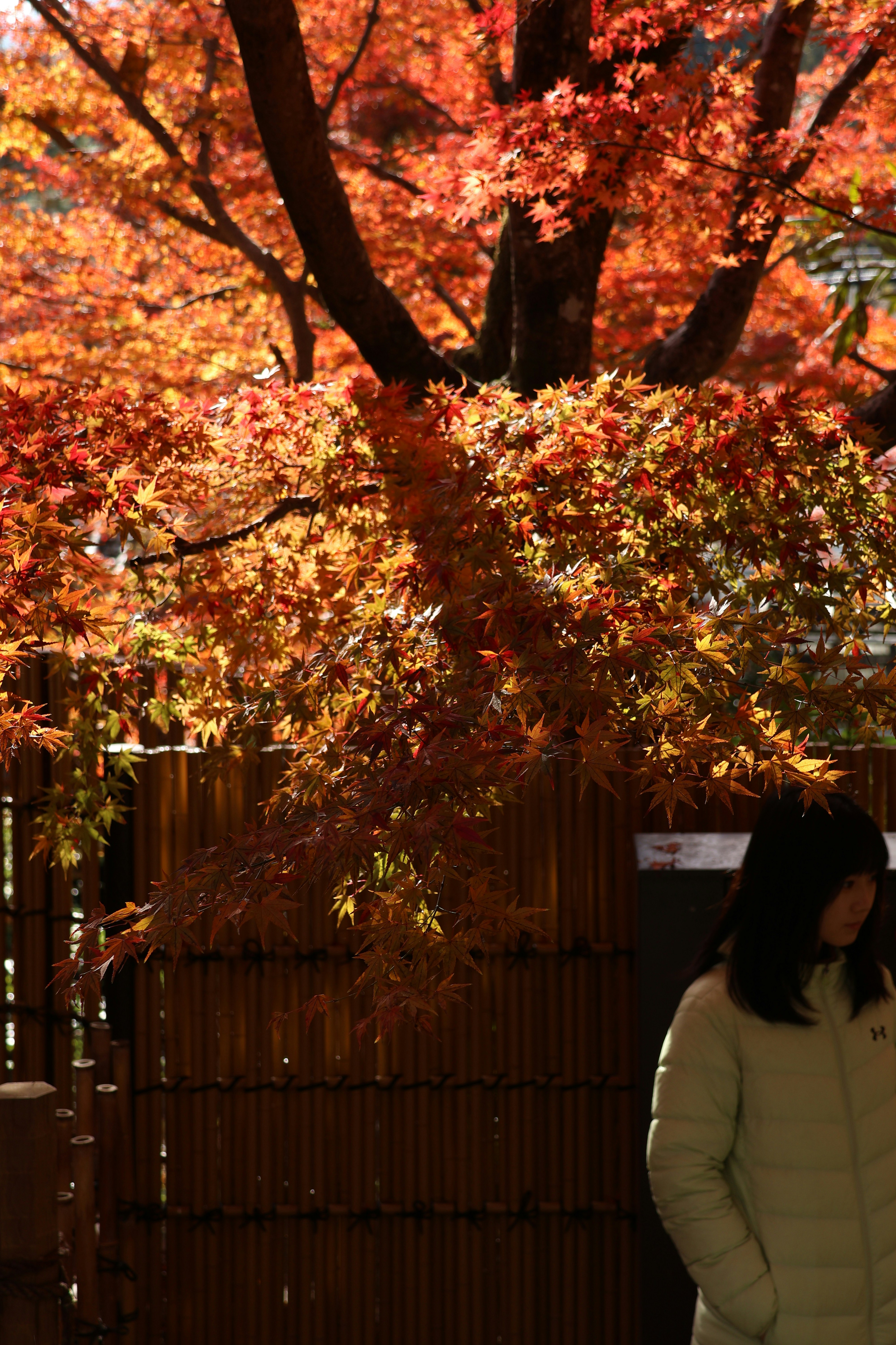Crimson Canopy and Quiet Portrait