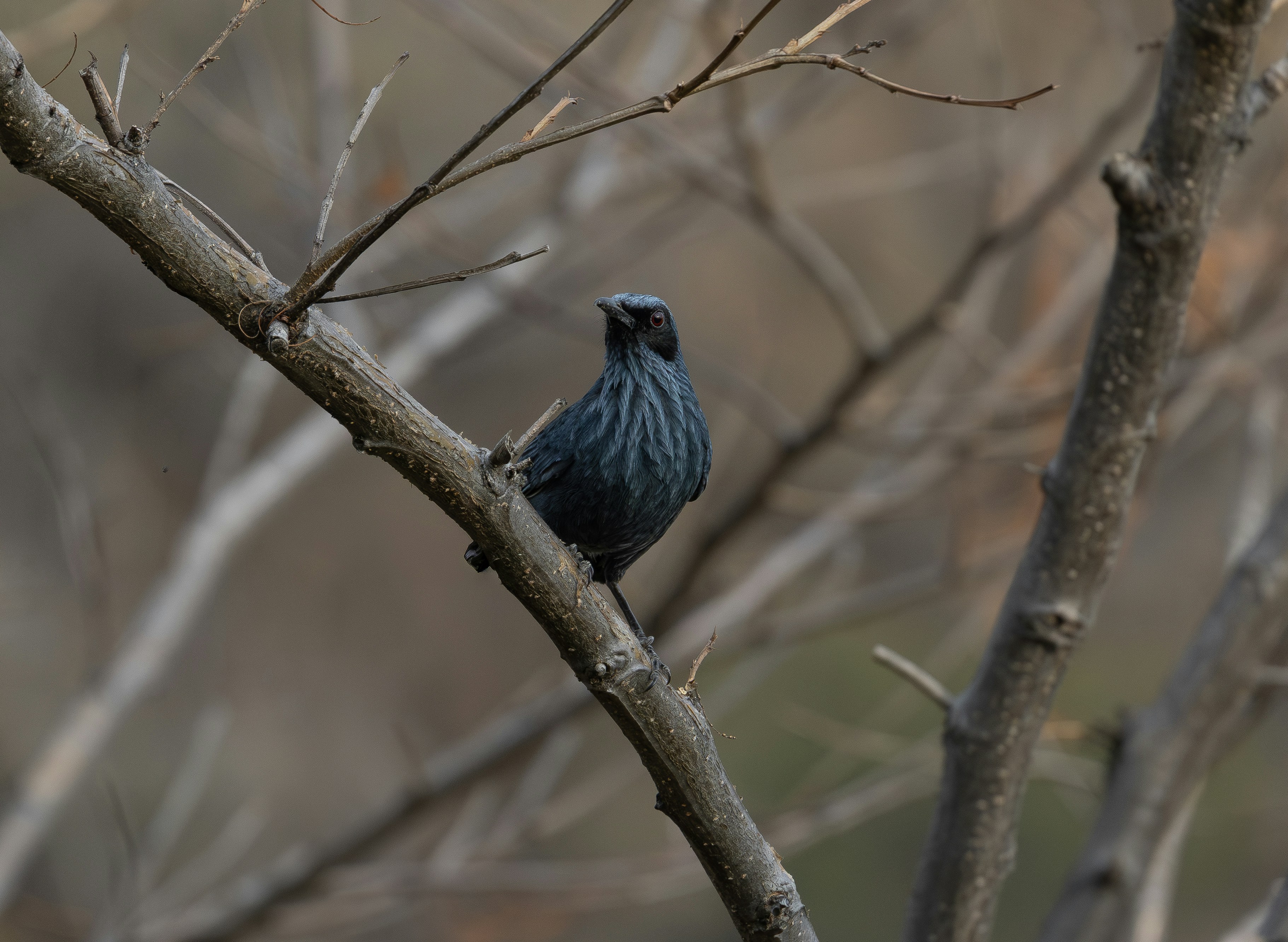 Midwinter Watch: Blue-Black Bird Poised on a Branch