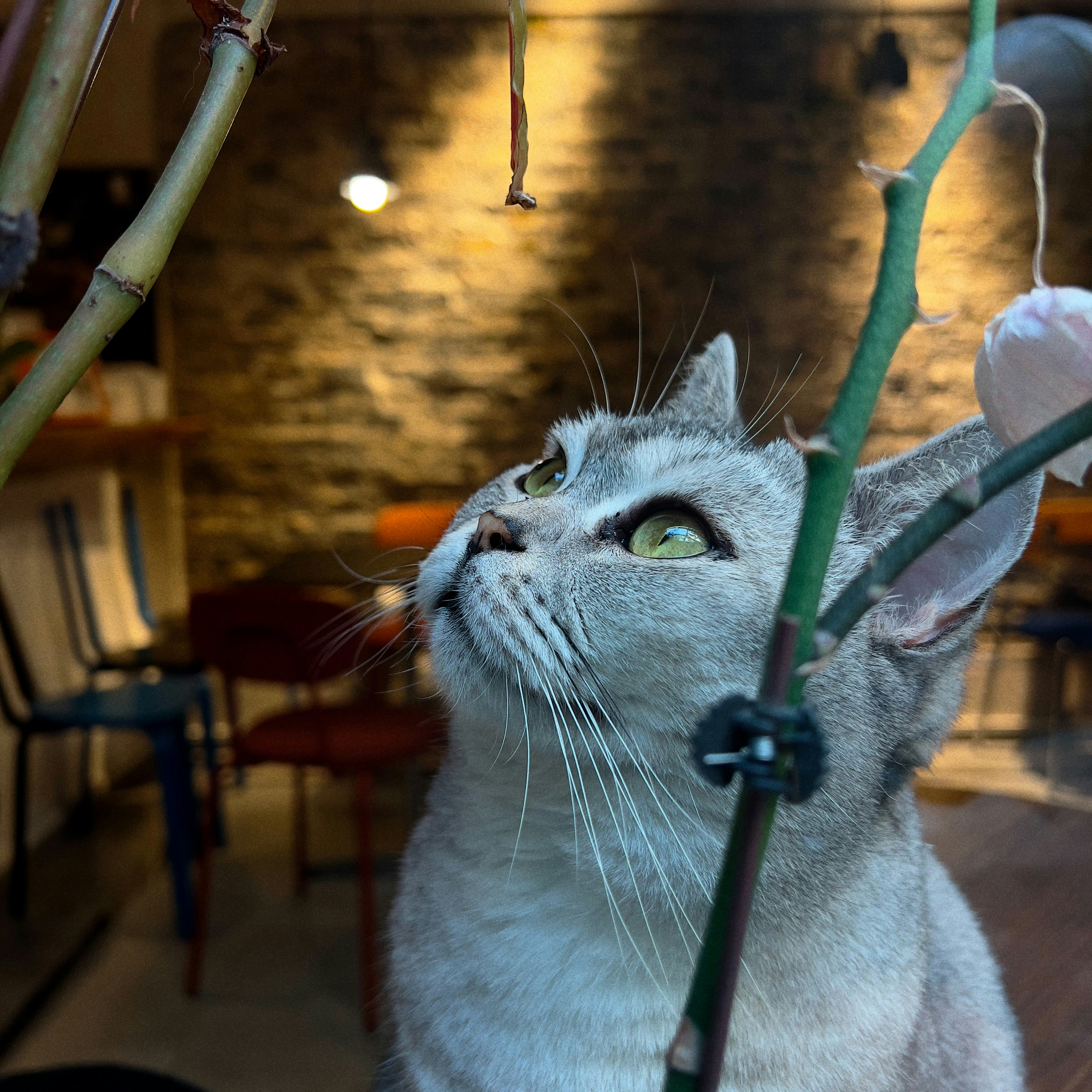 Eyes on the Twig: Cat Gazes Up in Cozy Café Corner