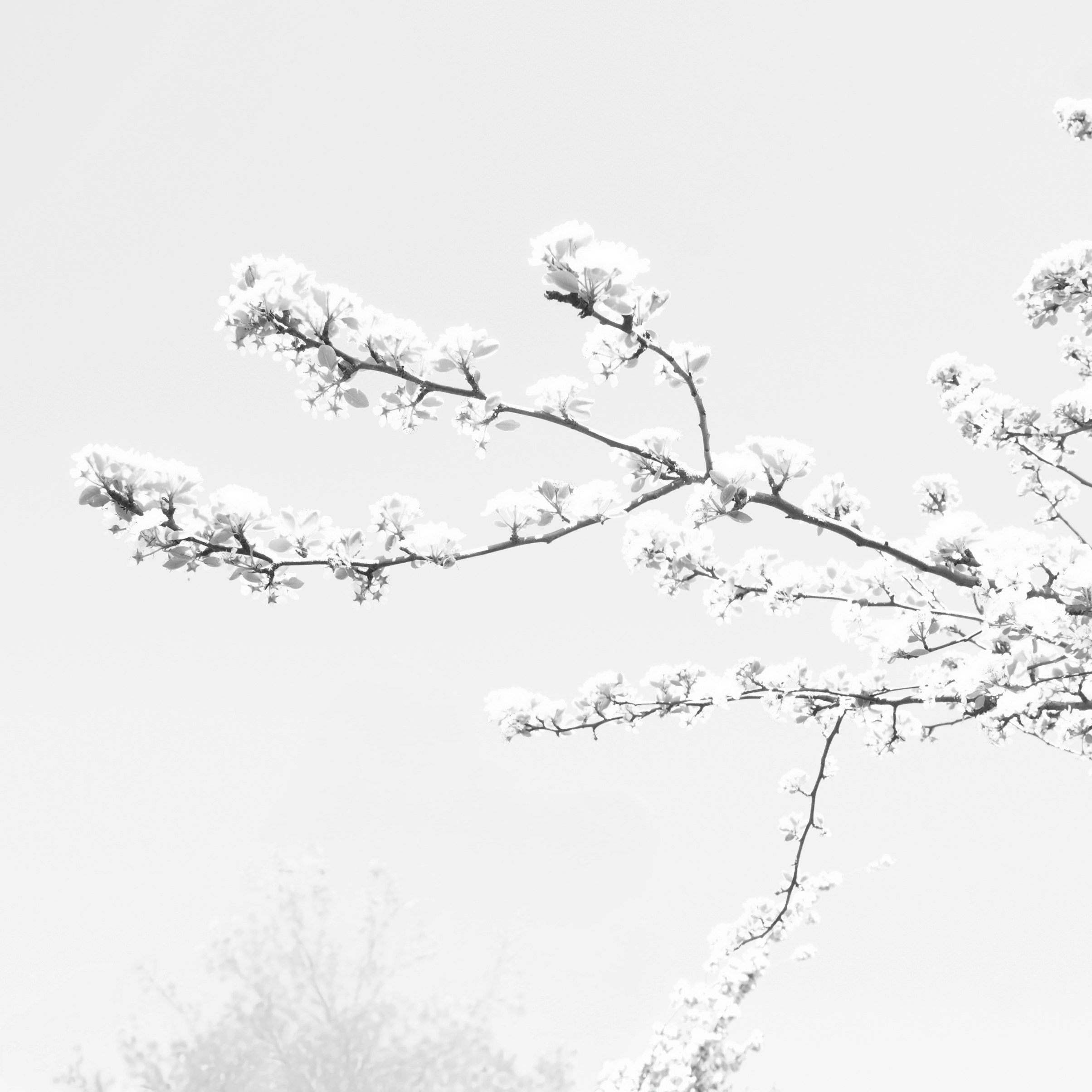 Snow-White Branches Reach Across a Pale Sky
