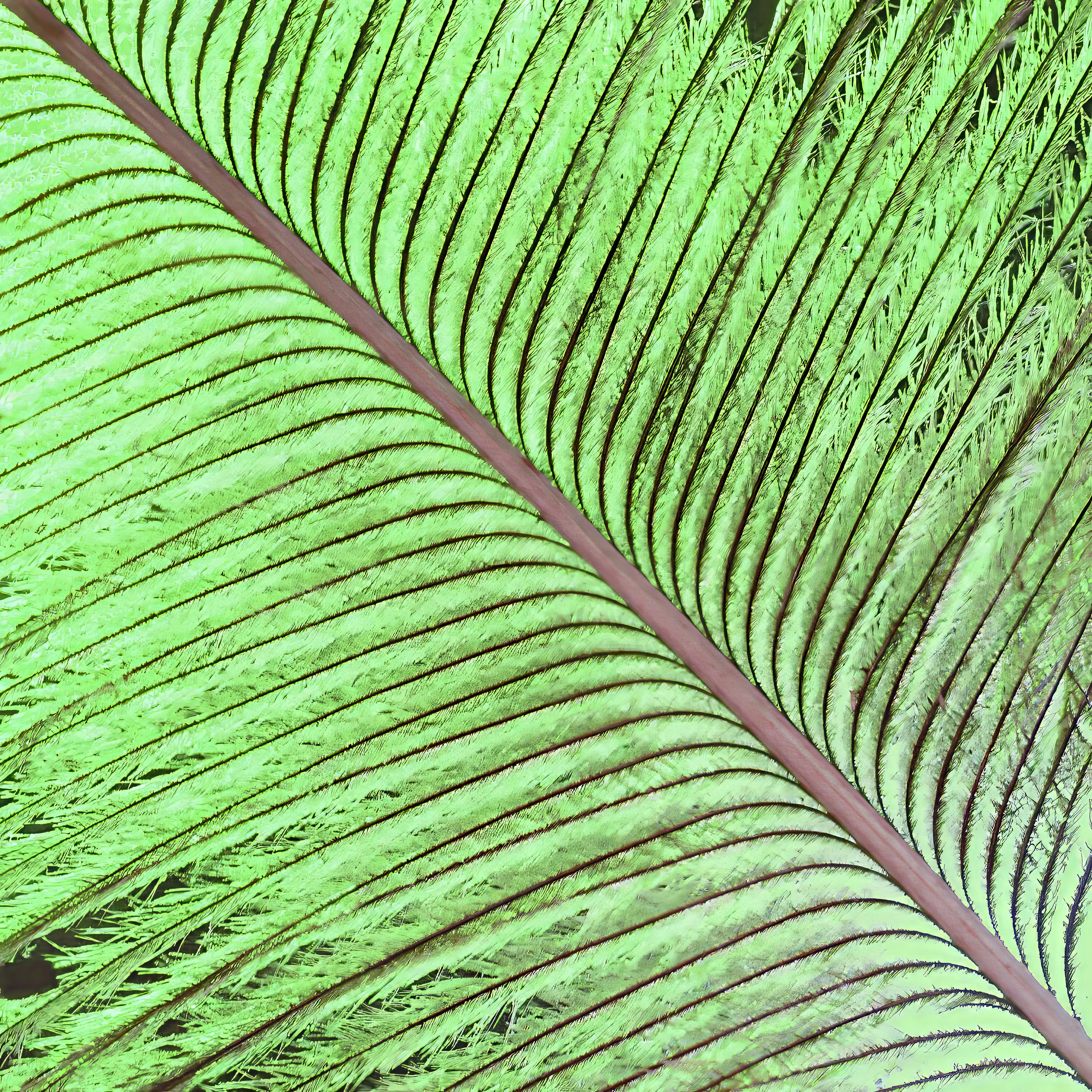 Veins of Emerald: a Close-Up of a Palm Frond