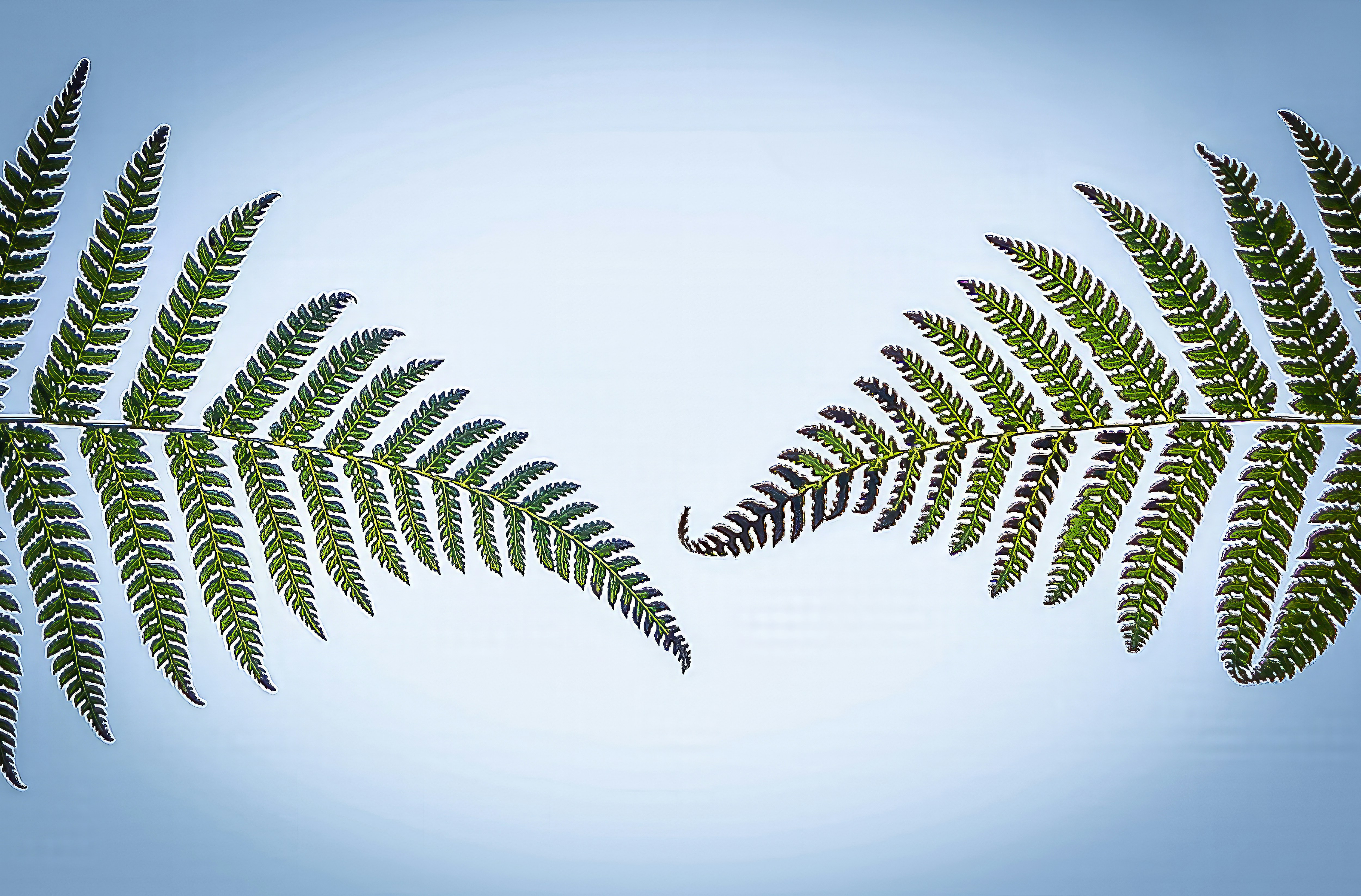 Symmetrical Fern Wings Across a Sunset Sky