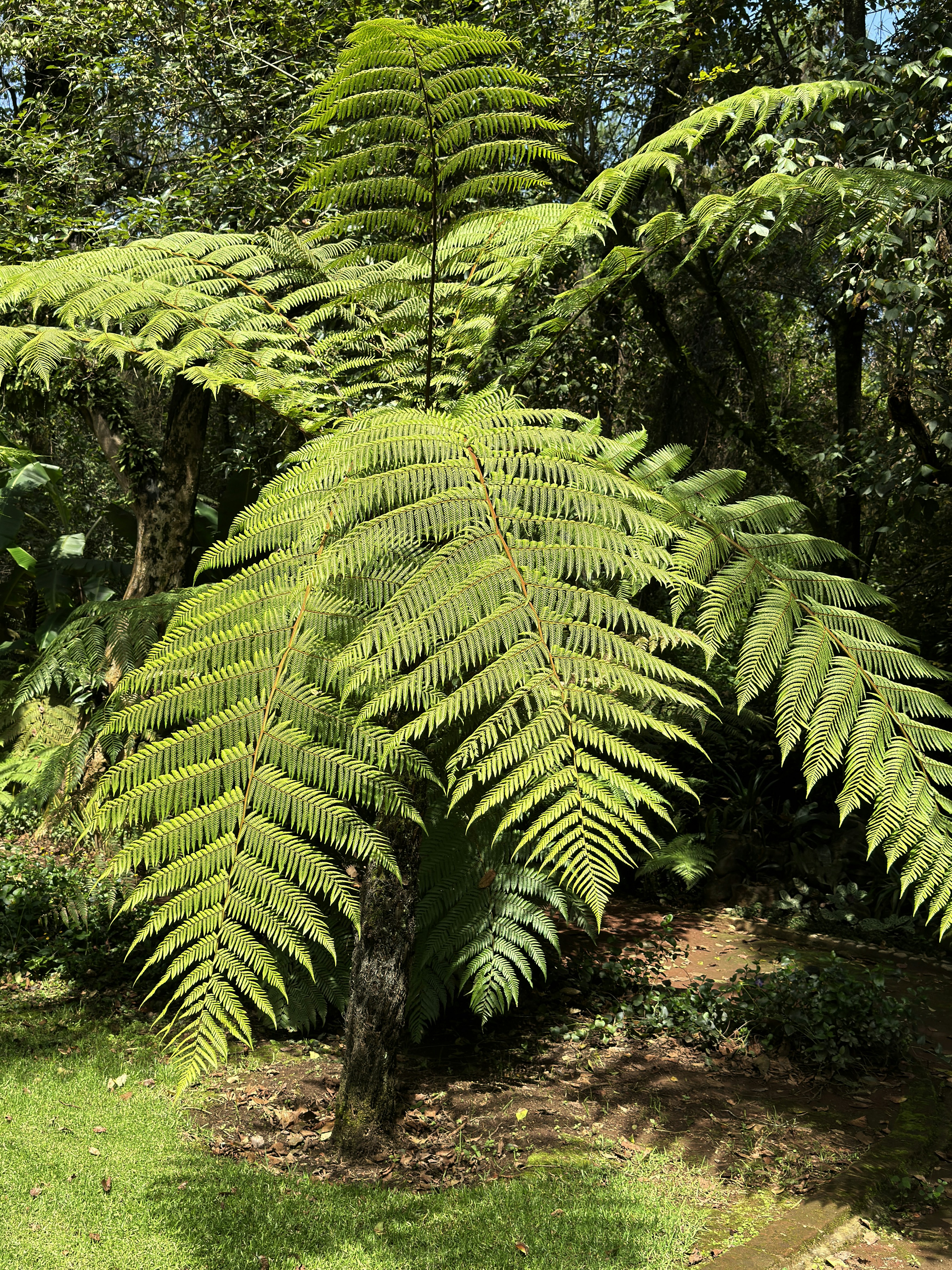 Sunlit Fern Canopy: A Towering Frond in Dappled Garden Light