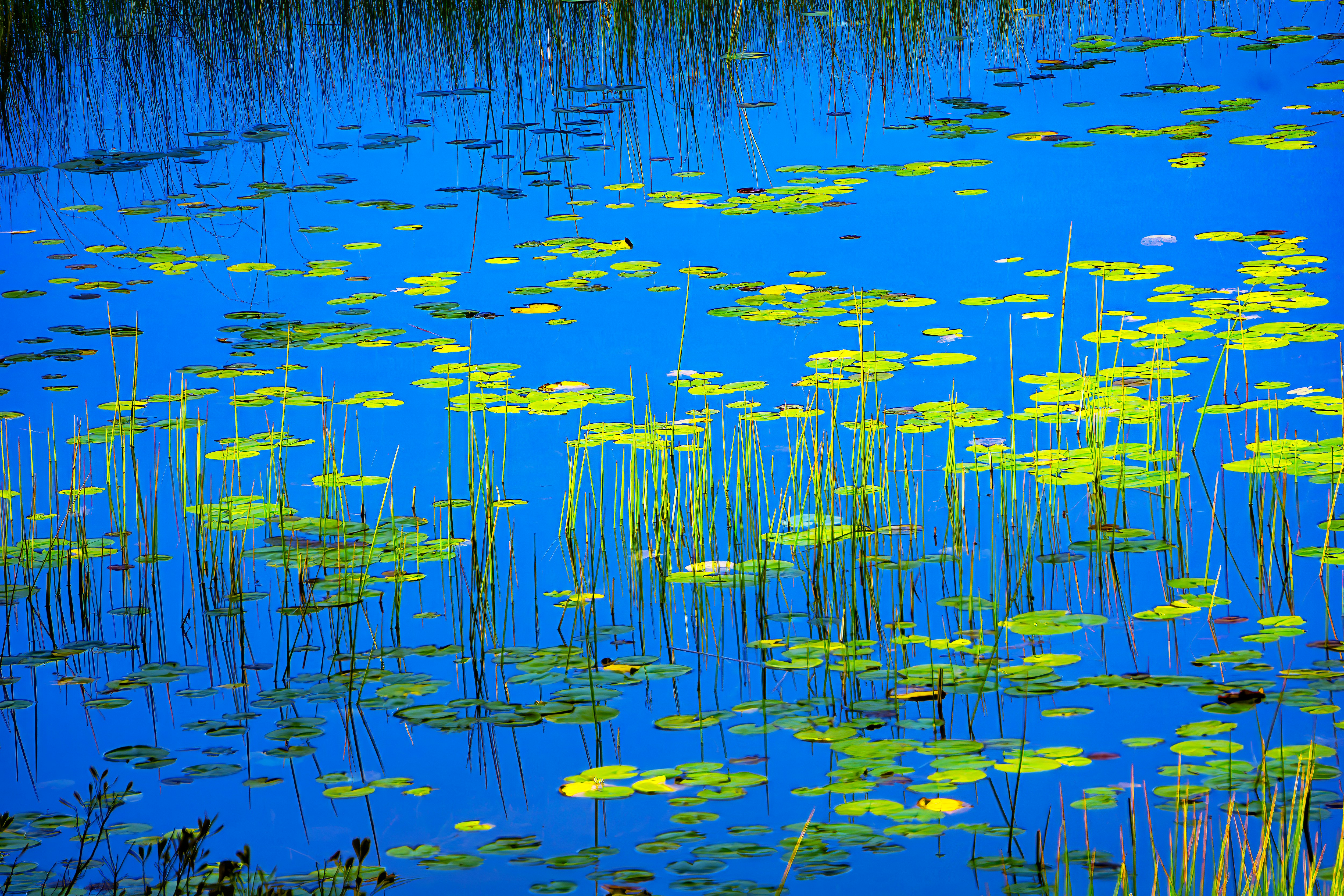 Azure Pond of Lily-Strokes