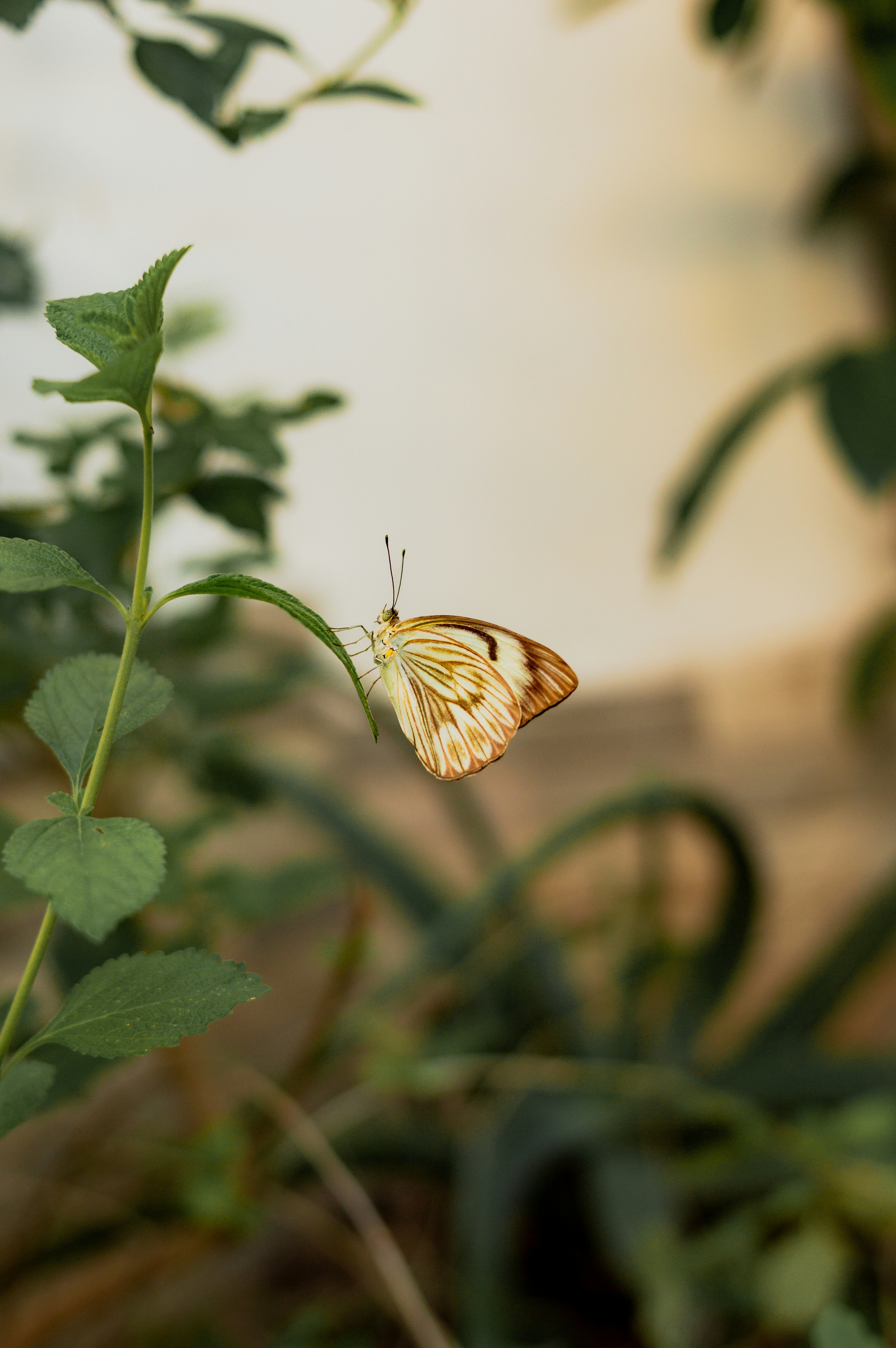 Butterfly on a Tender Green: A Quiet Garden Moment