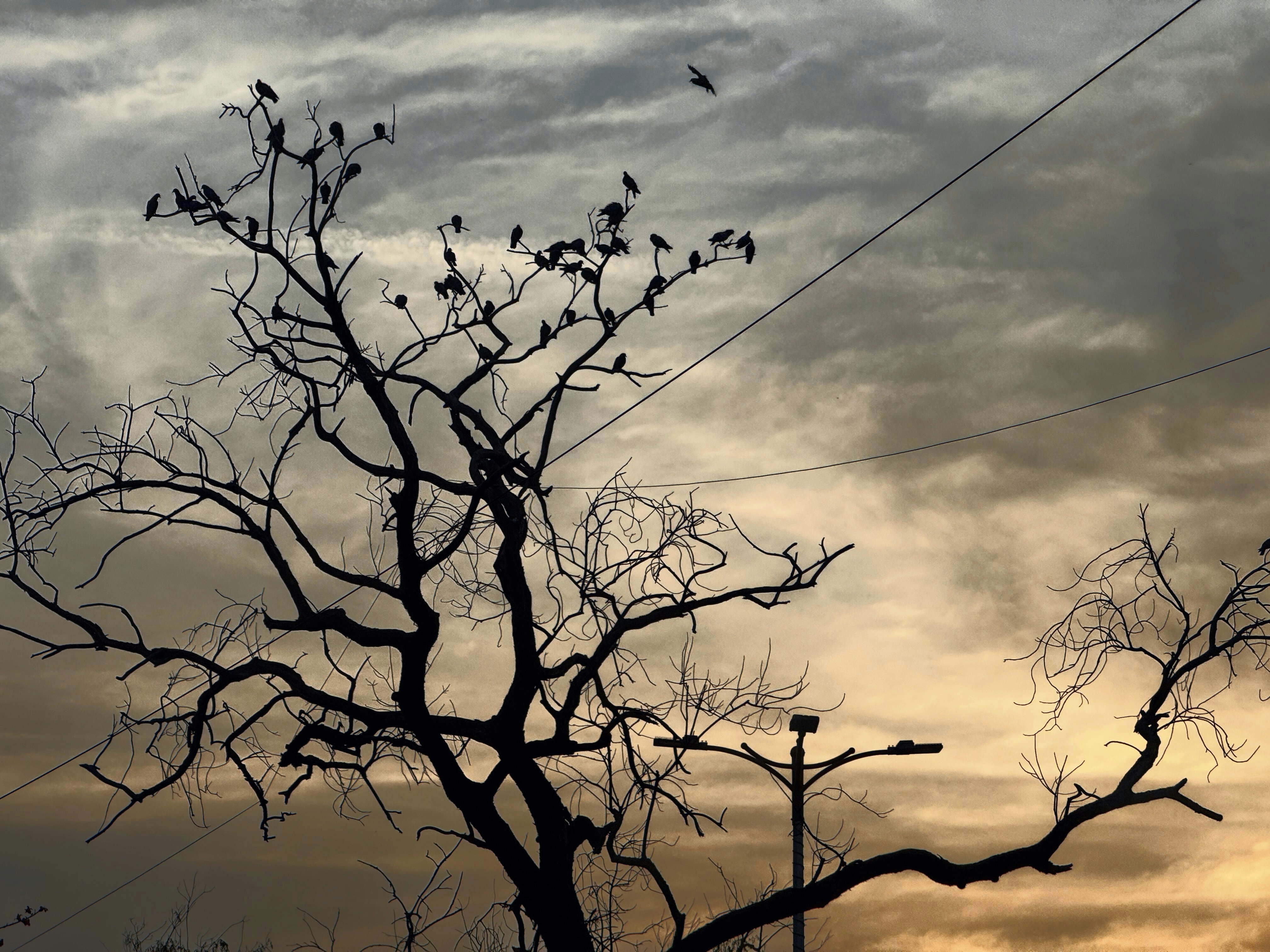 Twisted Sentinel at Dusk