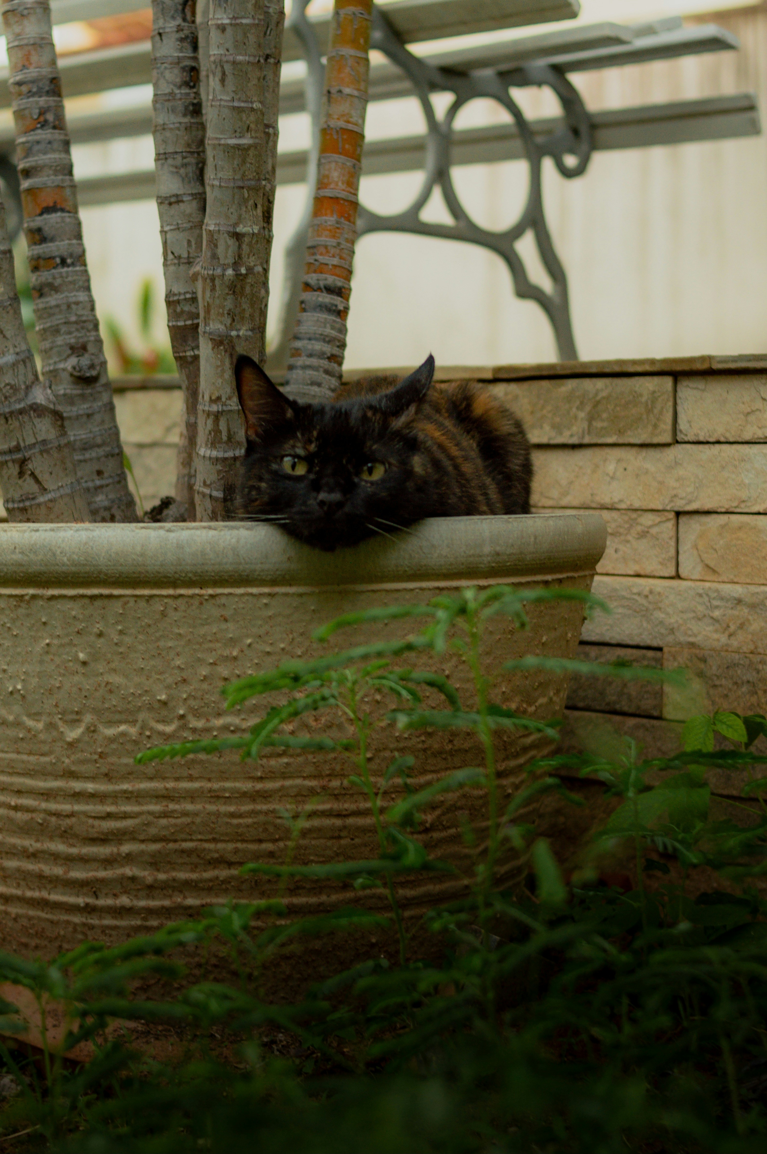 Hidden Hunter in the Terracotta Bloom