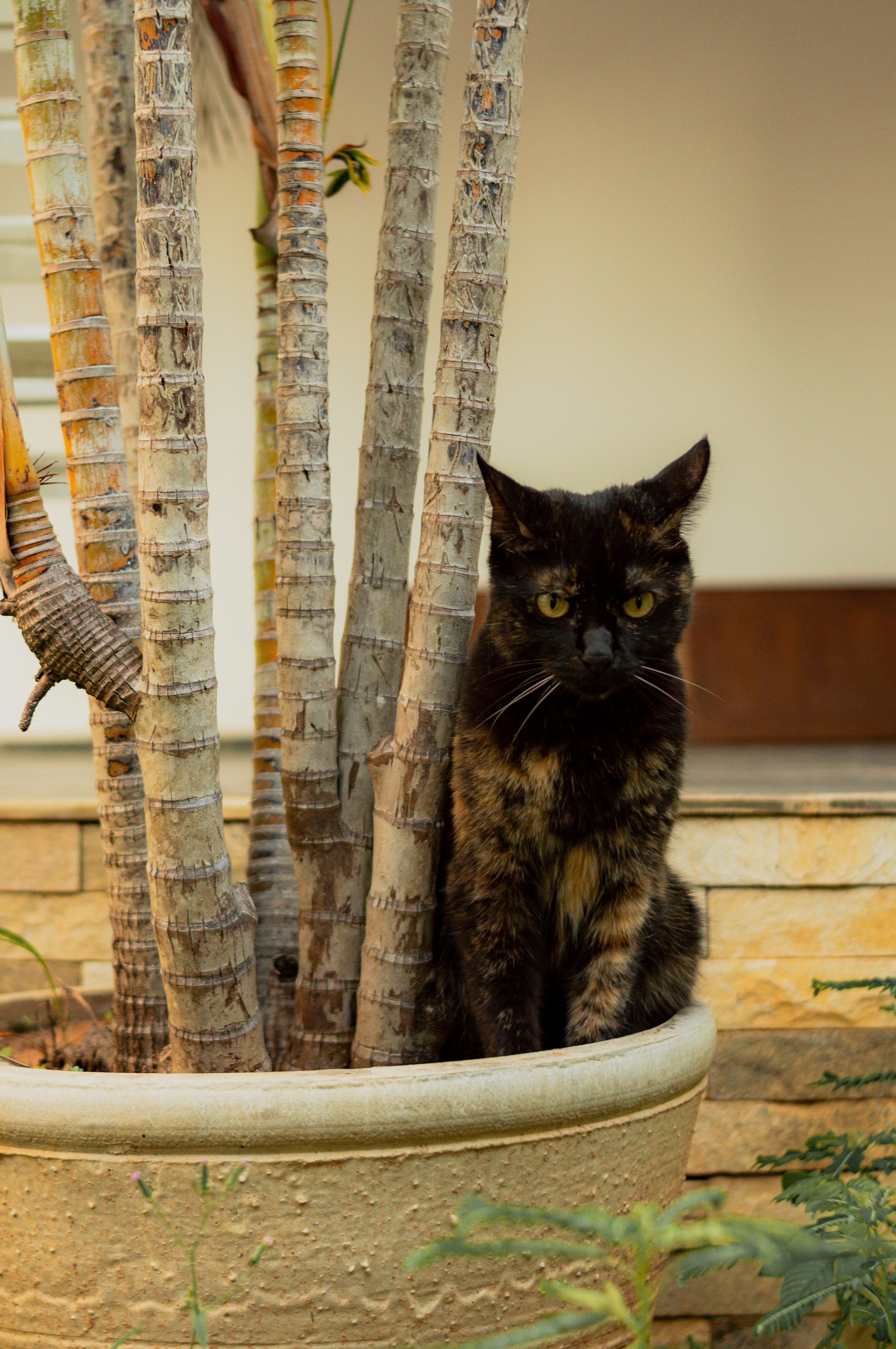 Cat in the Palm Spotlight: Quiet Authority Among the Stems