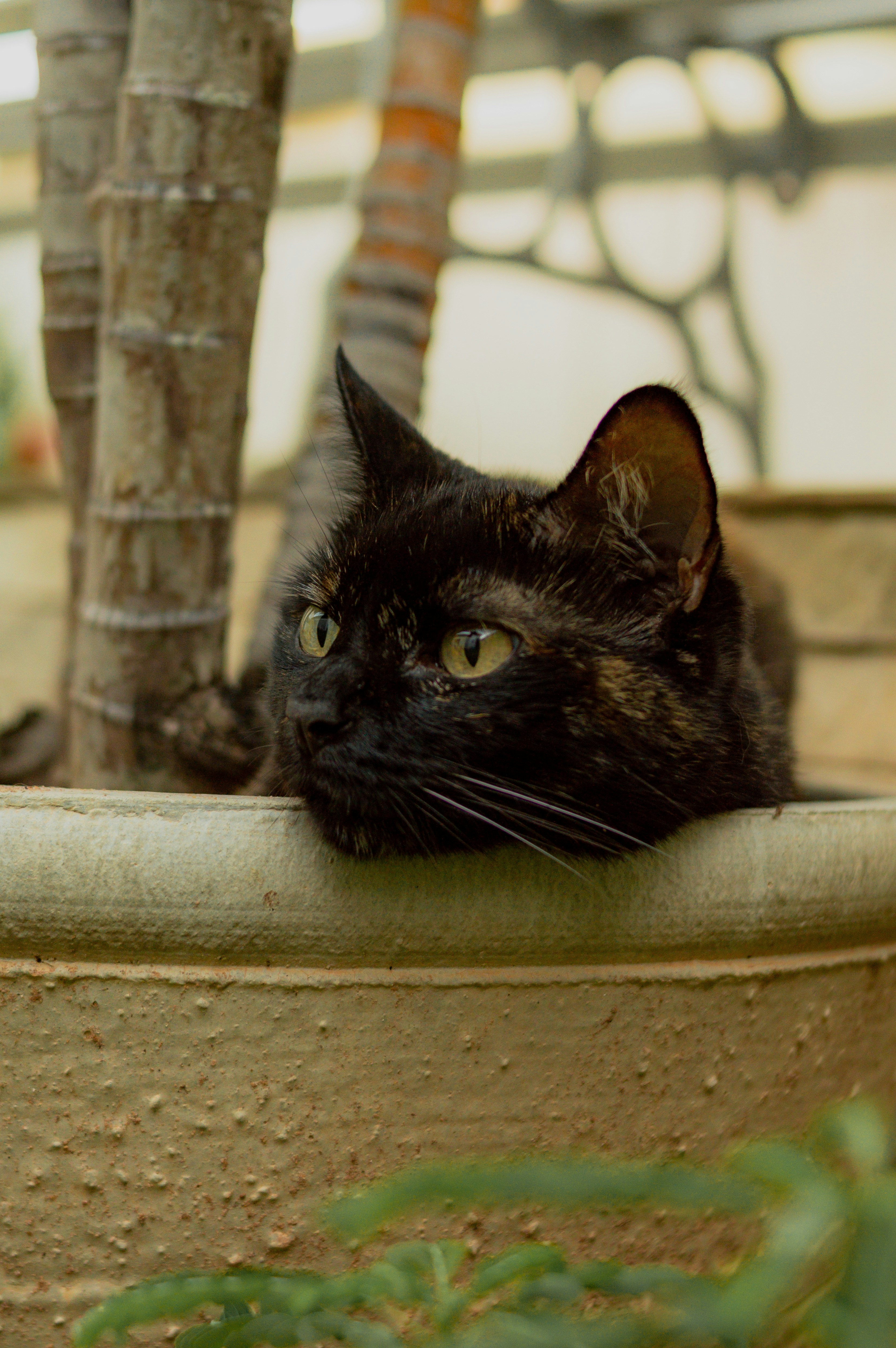 Curiousblack: A Cat's Gaze Over Garden Edges