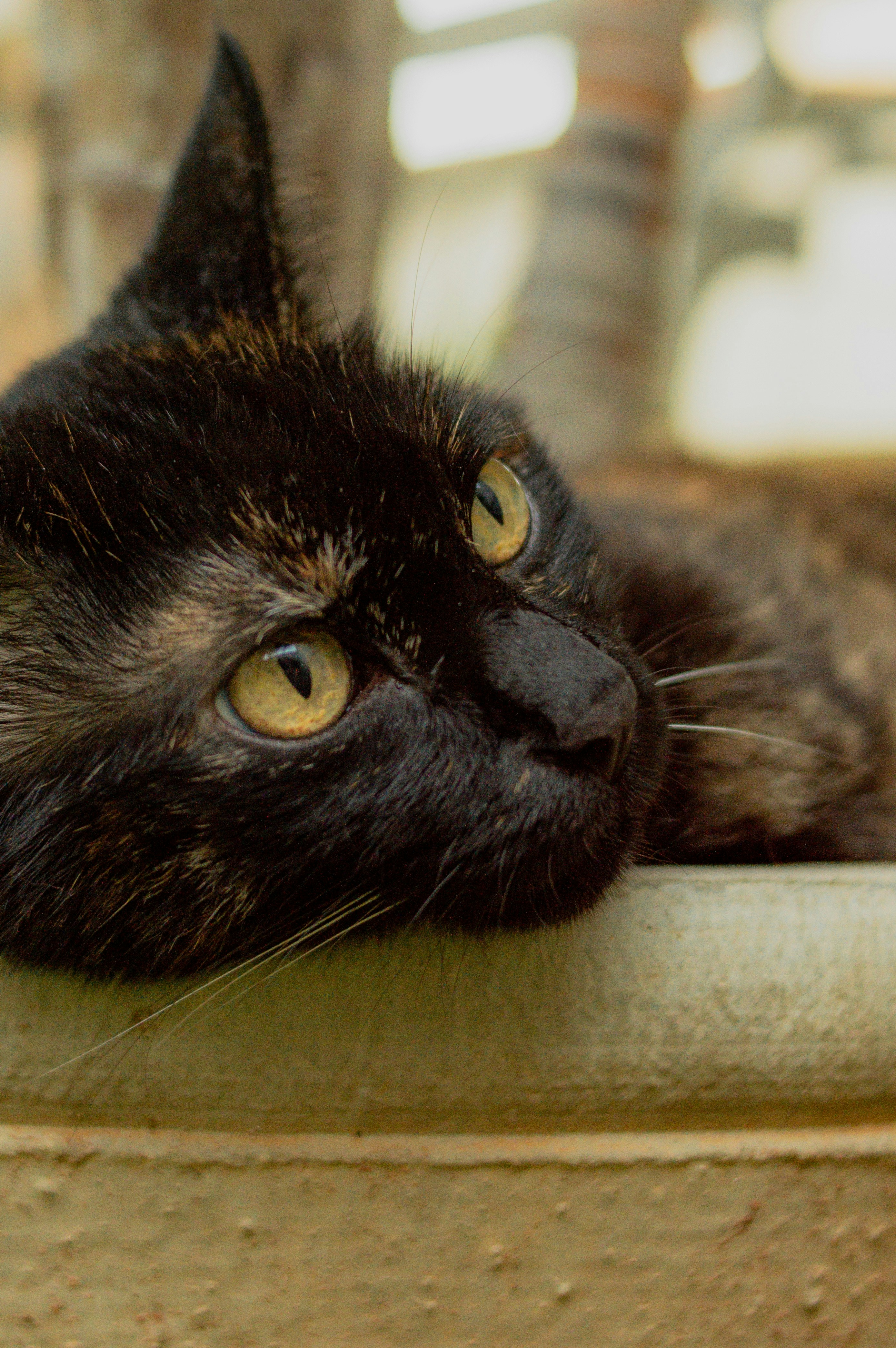 Golden Gaze: A Cat's Quiet Repose in Warm Light