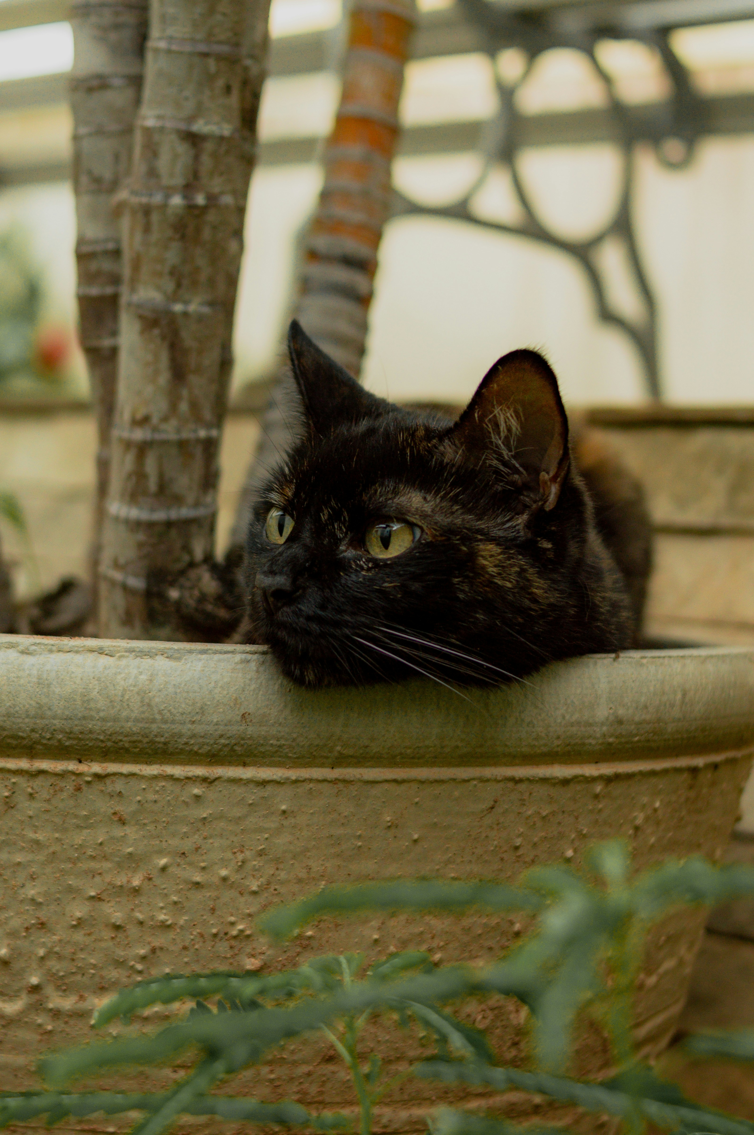 Curious Black Cat Peeking Over a Warm Rim