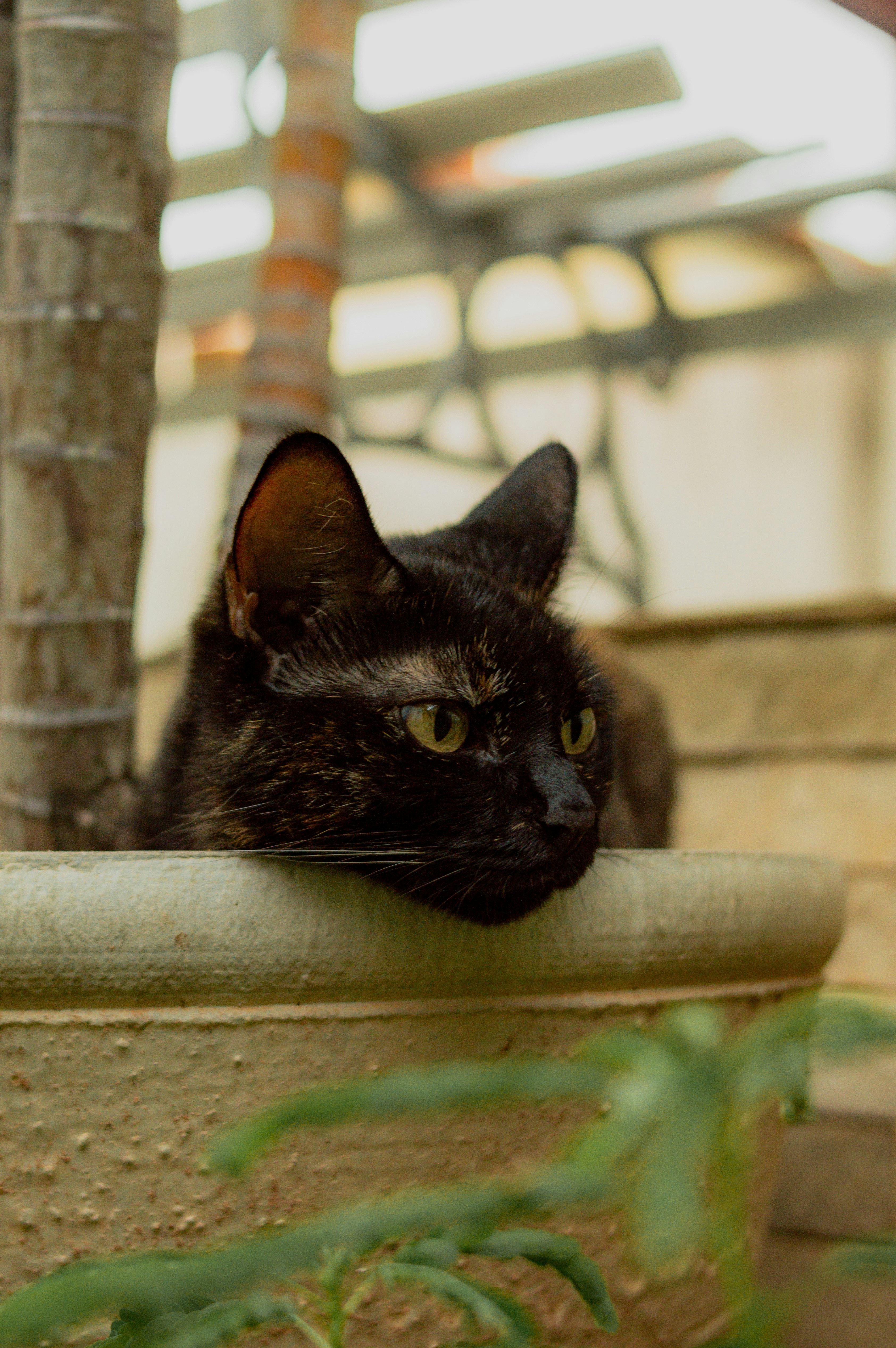 Resting Shadow: A Black Cat Observes from a Terracotta Rim