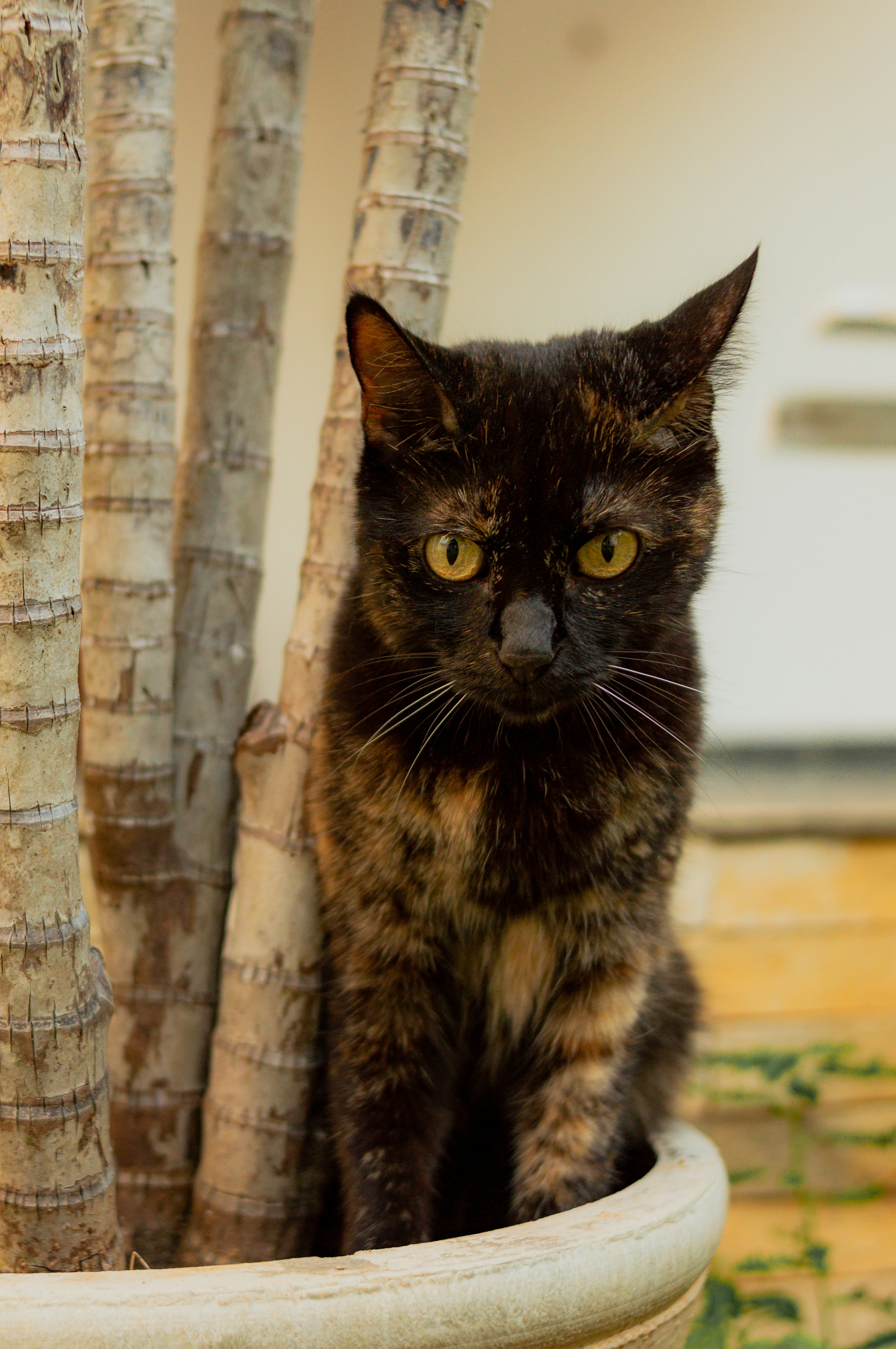 Black Cat Among Tree Trunks: A Quiet Portrait in Warm Light