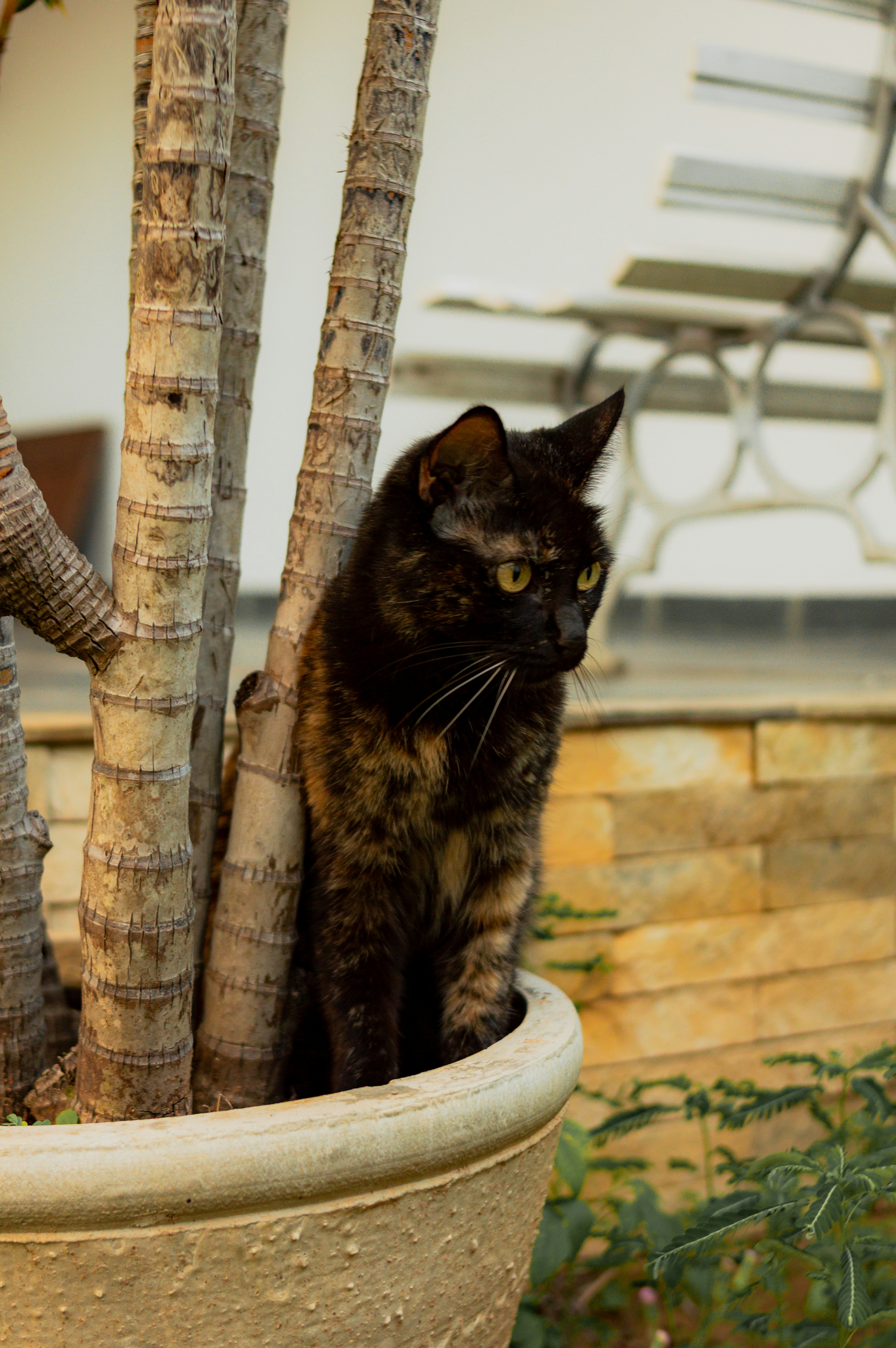 Calico in the Terracotta Bowl: A Cat Among Plant Trunks