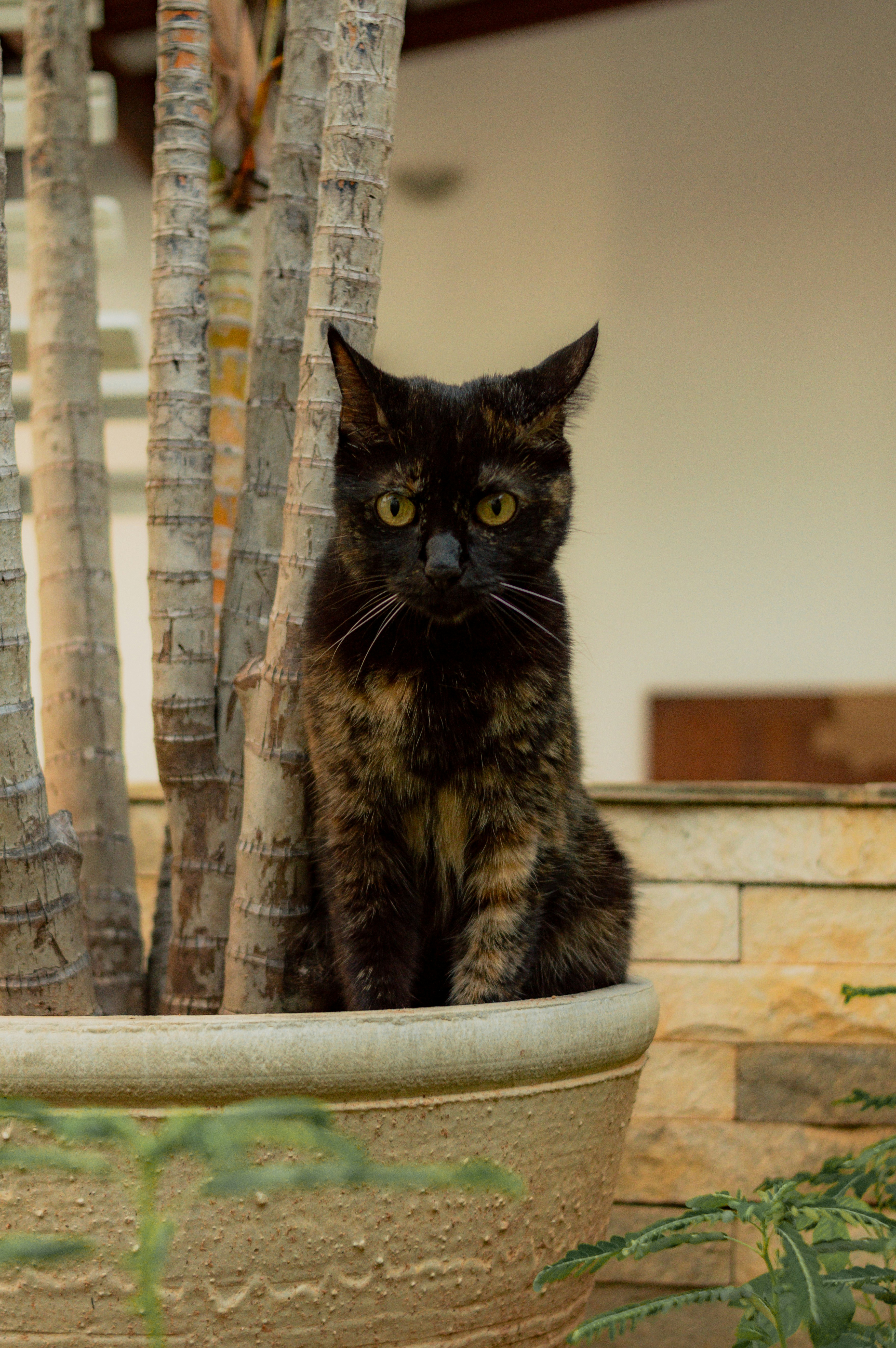Midday Sentinel: A black cat calm among potted palms