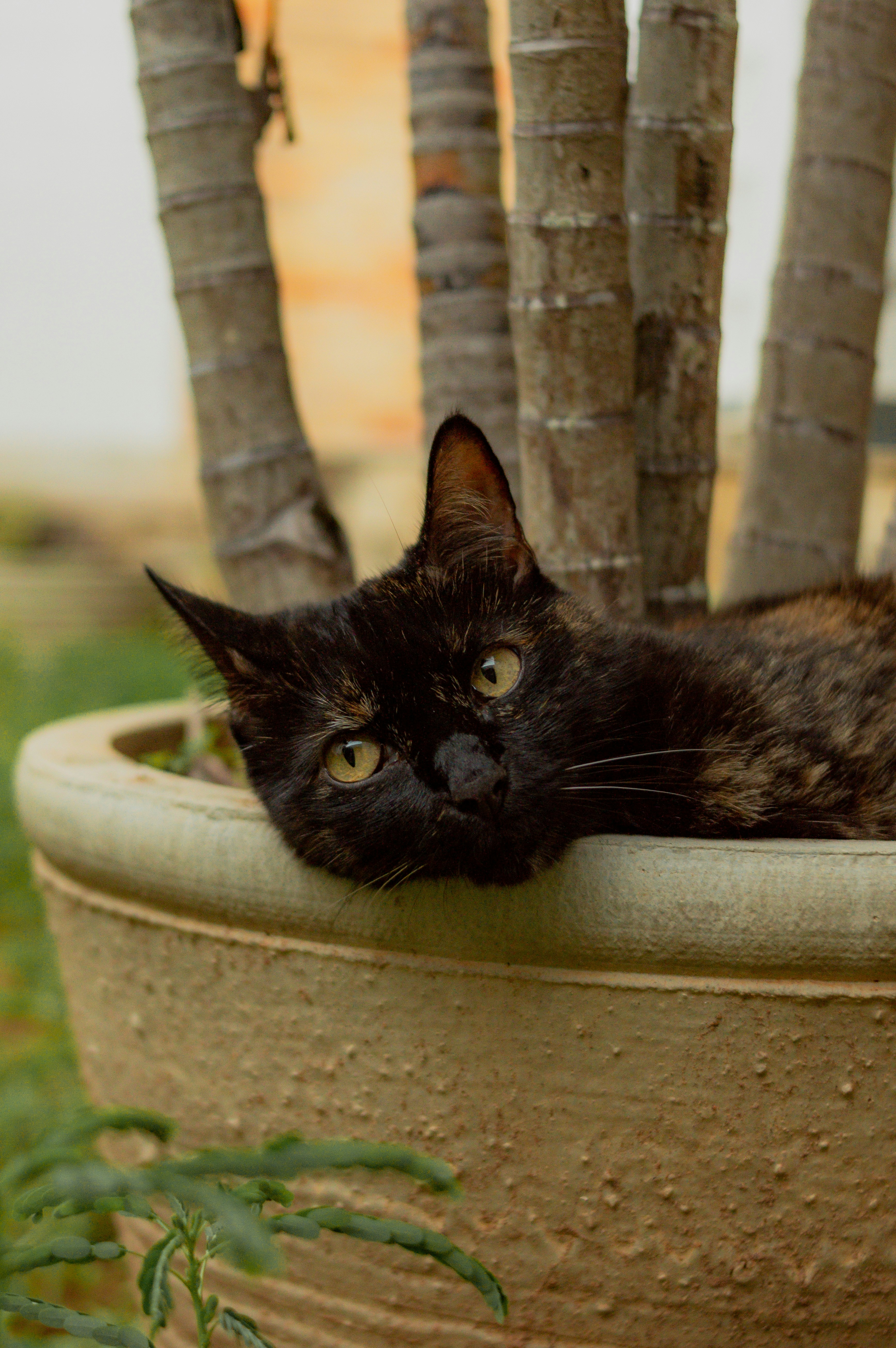 Curious Black Cat Resting in a Terracotta Planter
