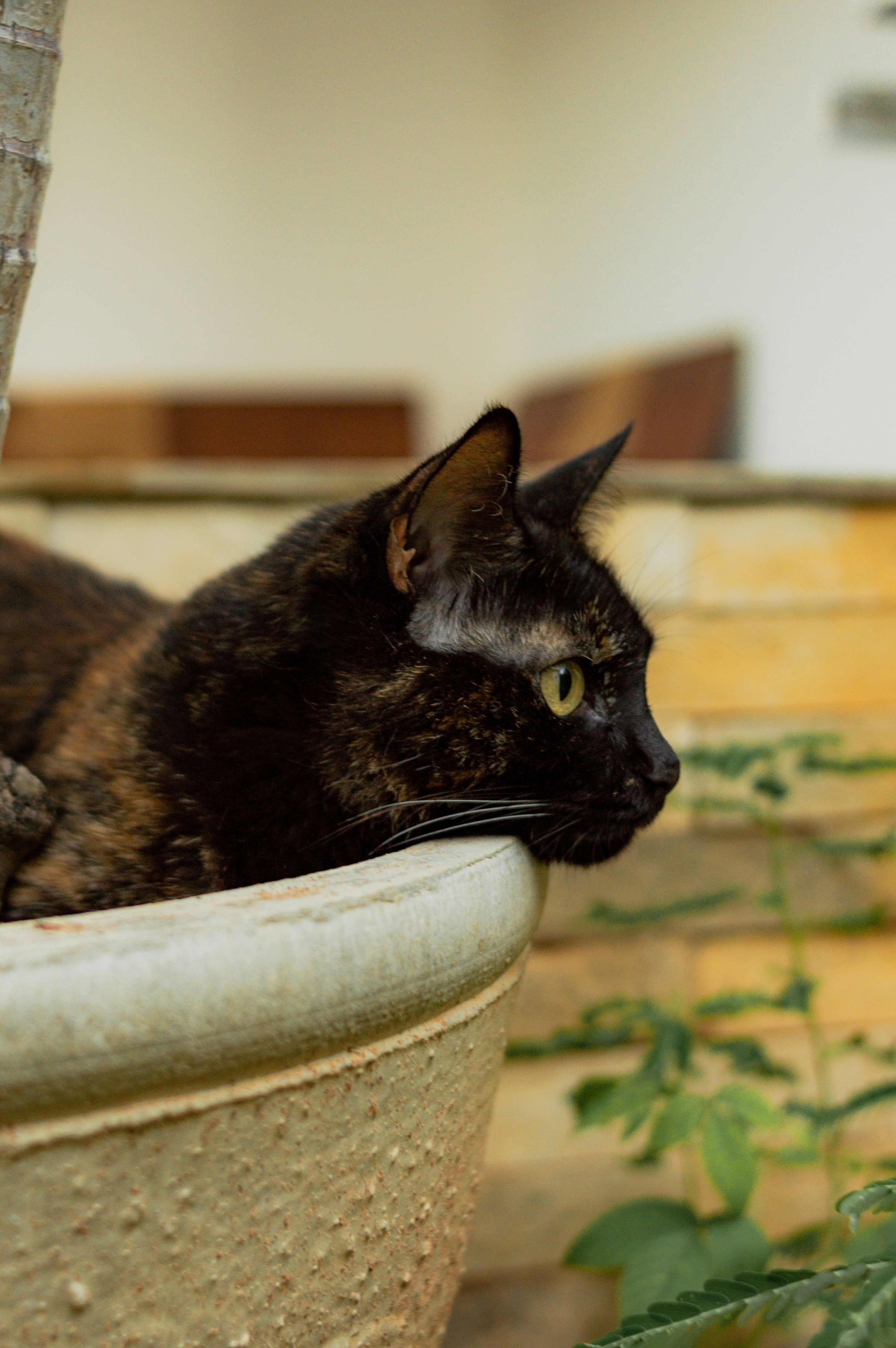 Cat in a Terracotta Vessel: Quiet Watcher by the Garden Wall
