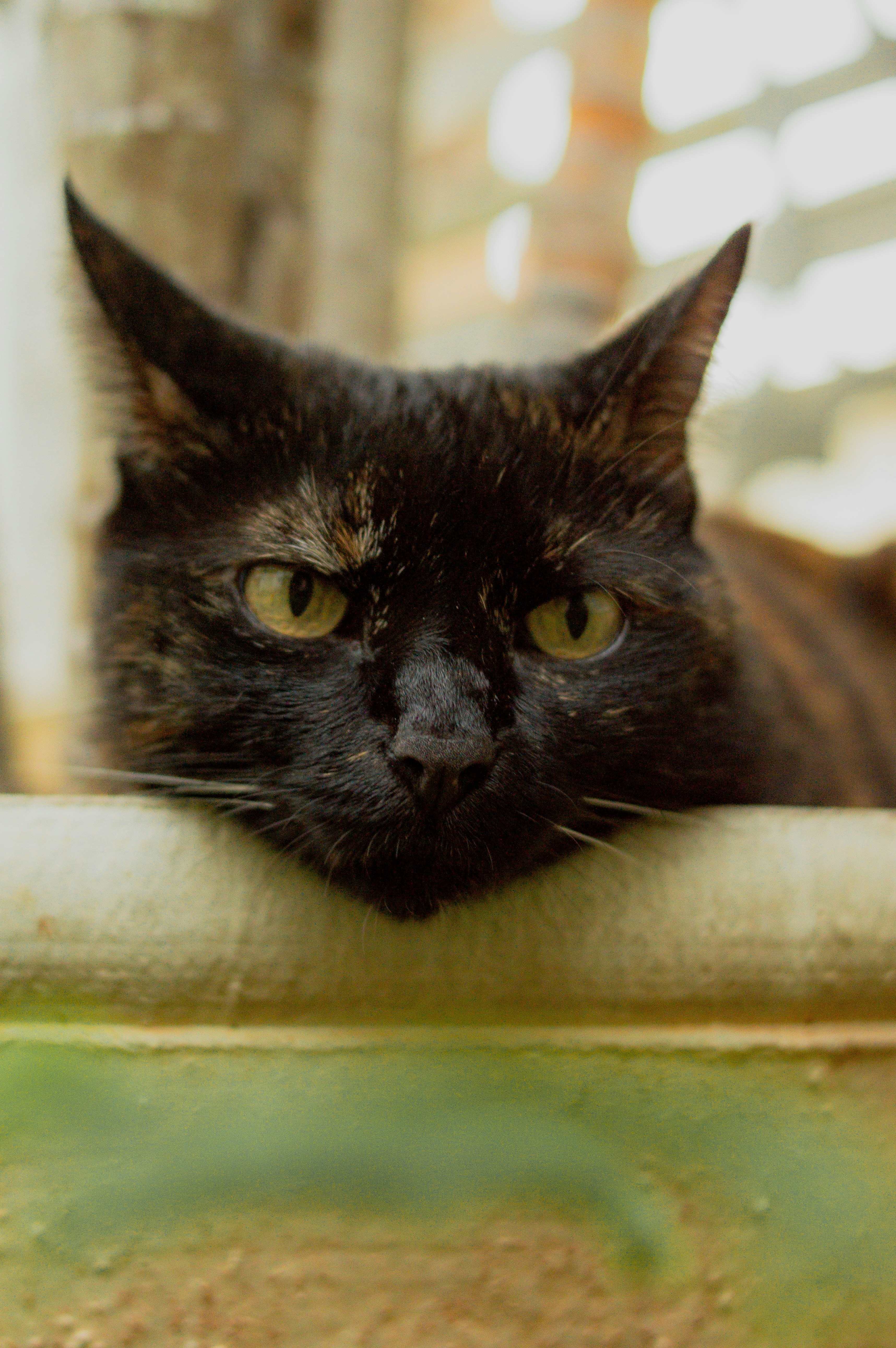 Midday Doze: A Black Cat Peeks Over a Ledge