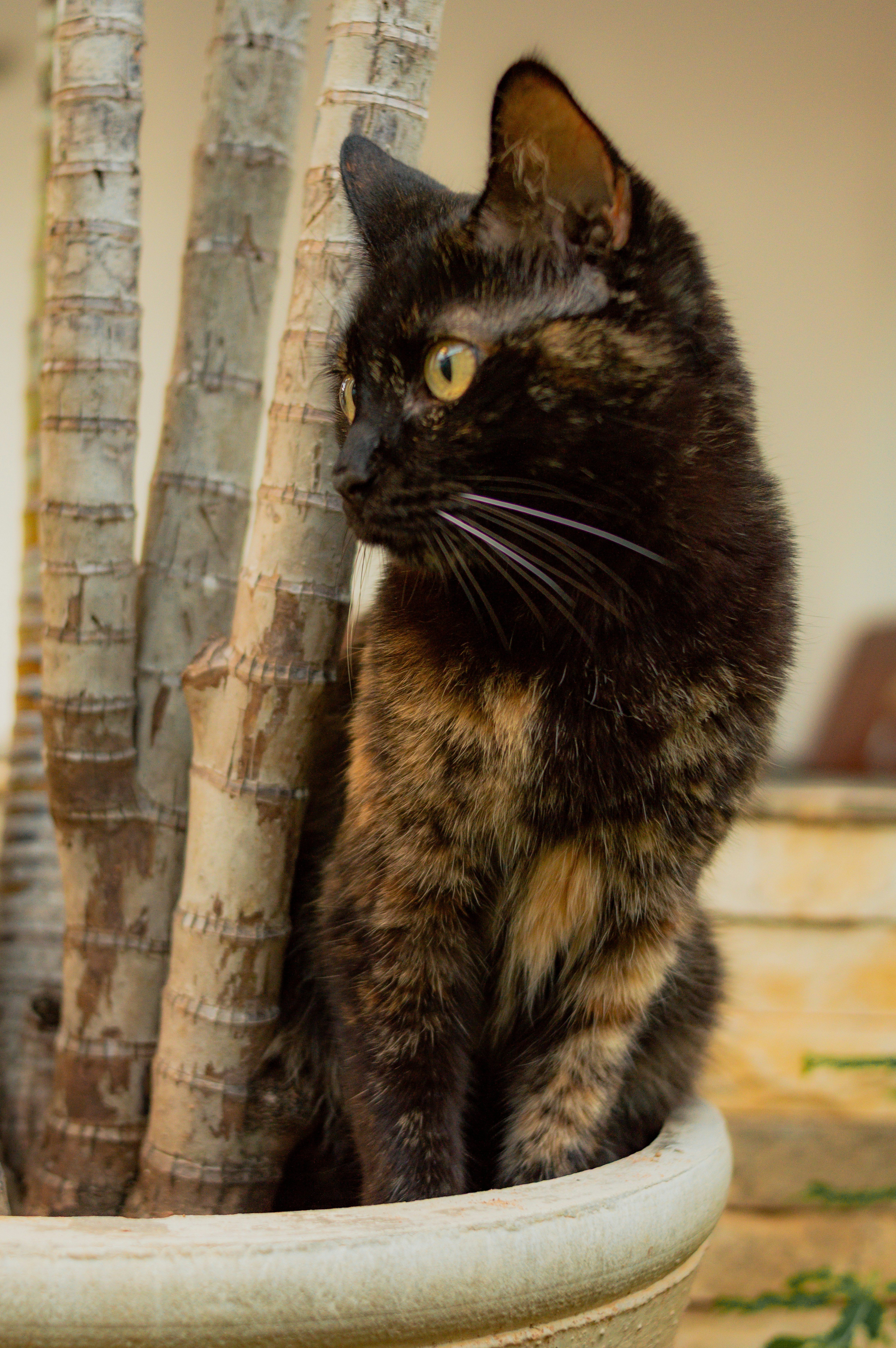 Curious Calico in a Stacked Garden Scene