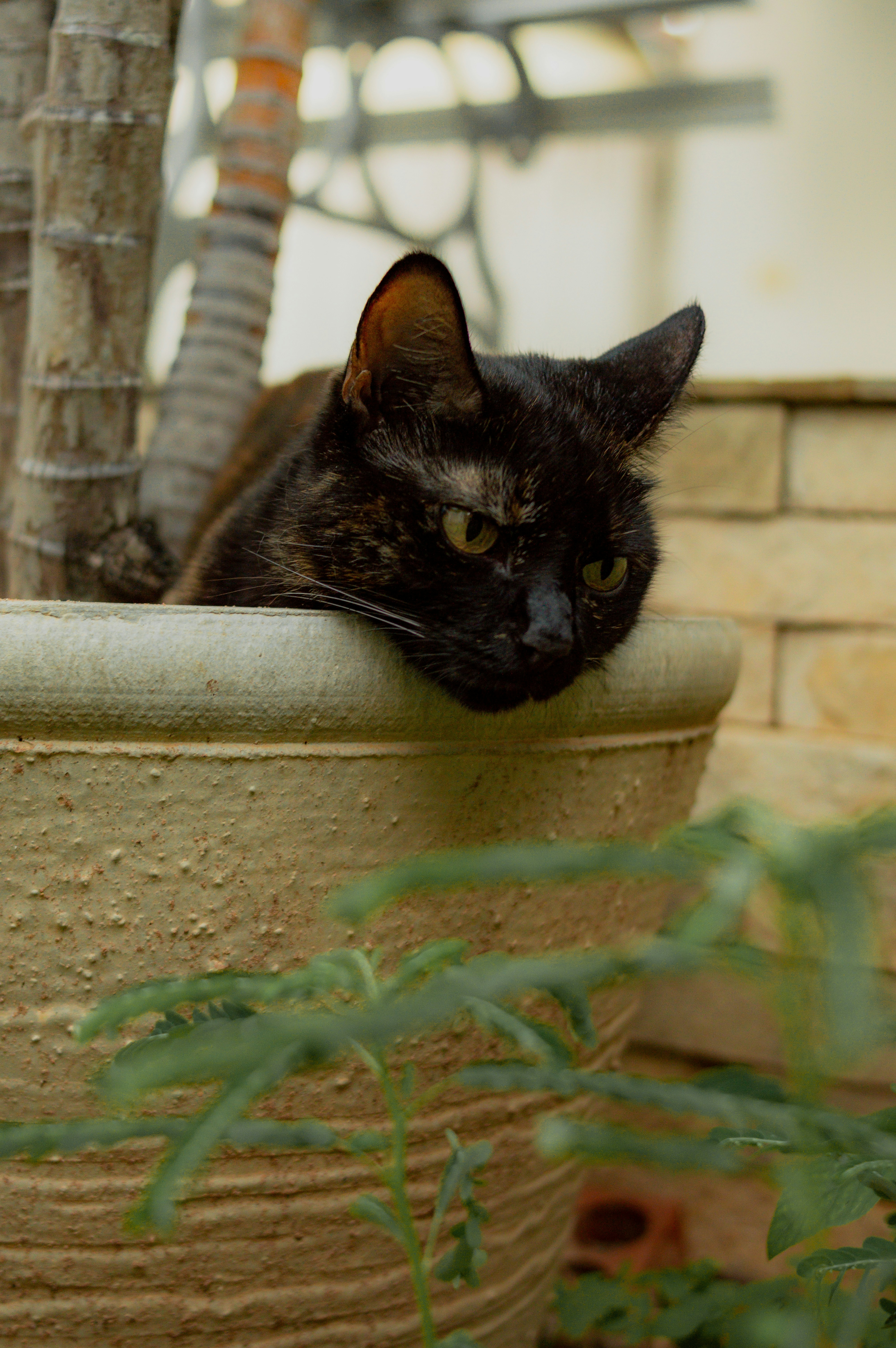Hidden Observer: Black Cat Peering Over a Terracotta Planter