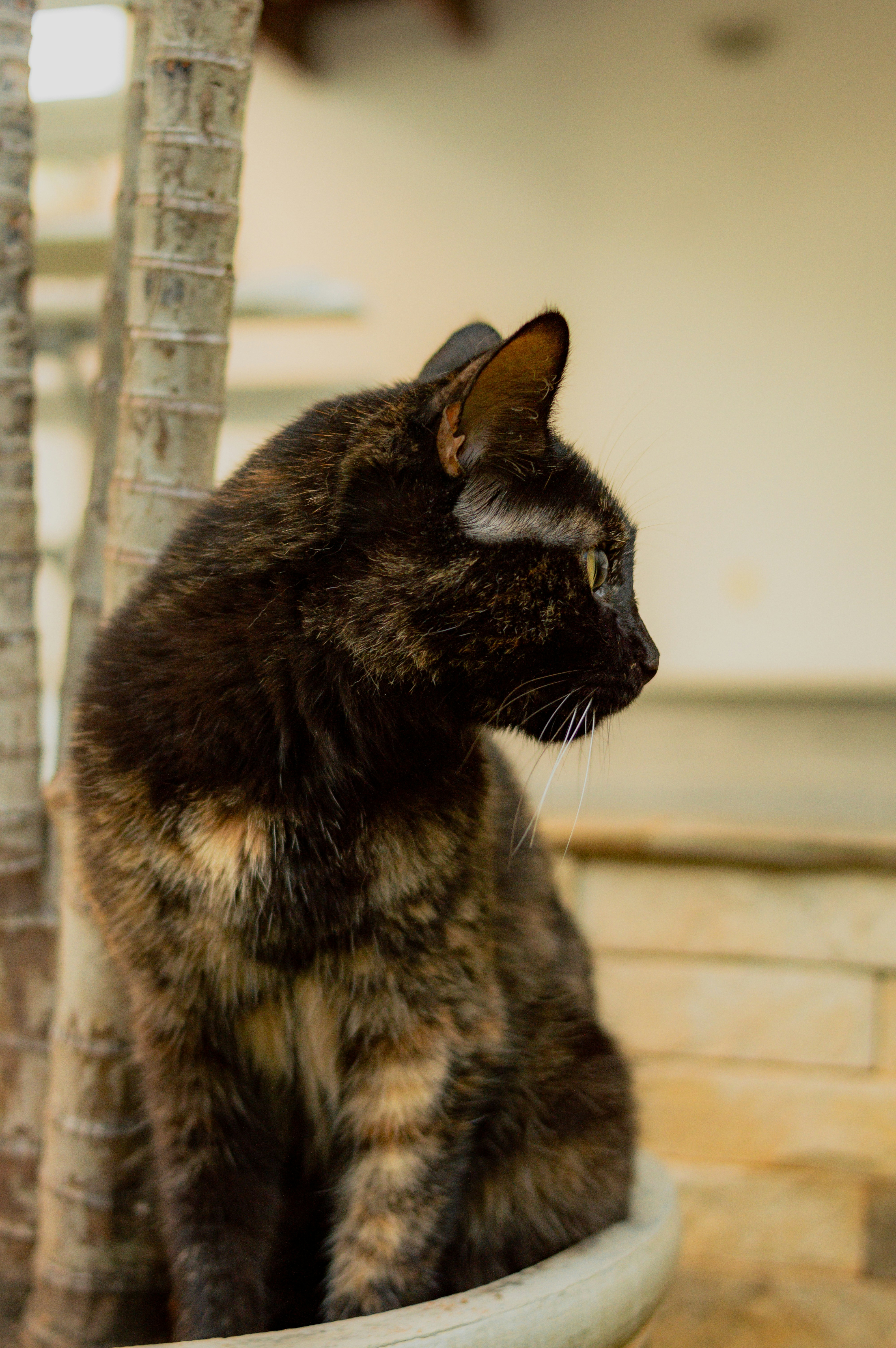 Calico Cat in Quiet Terrace Shade