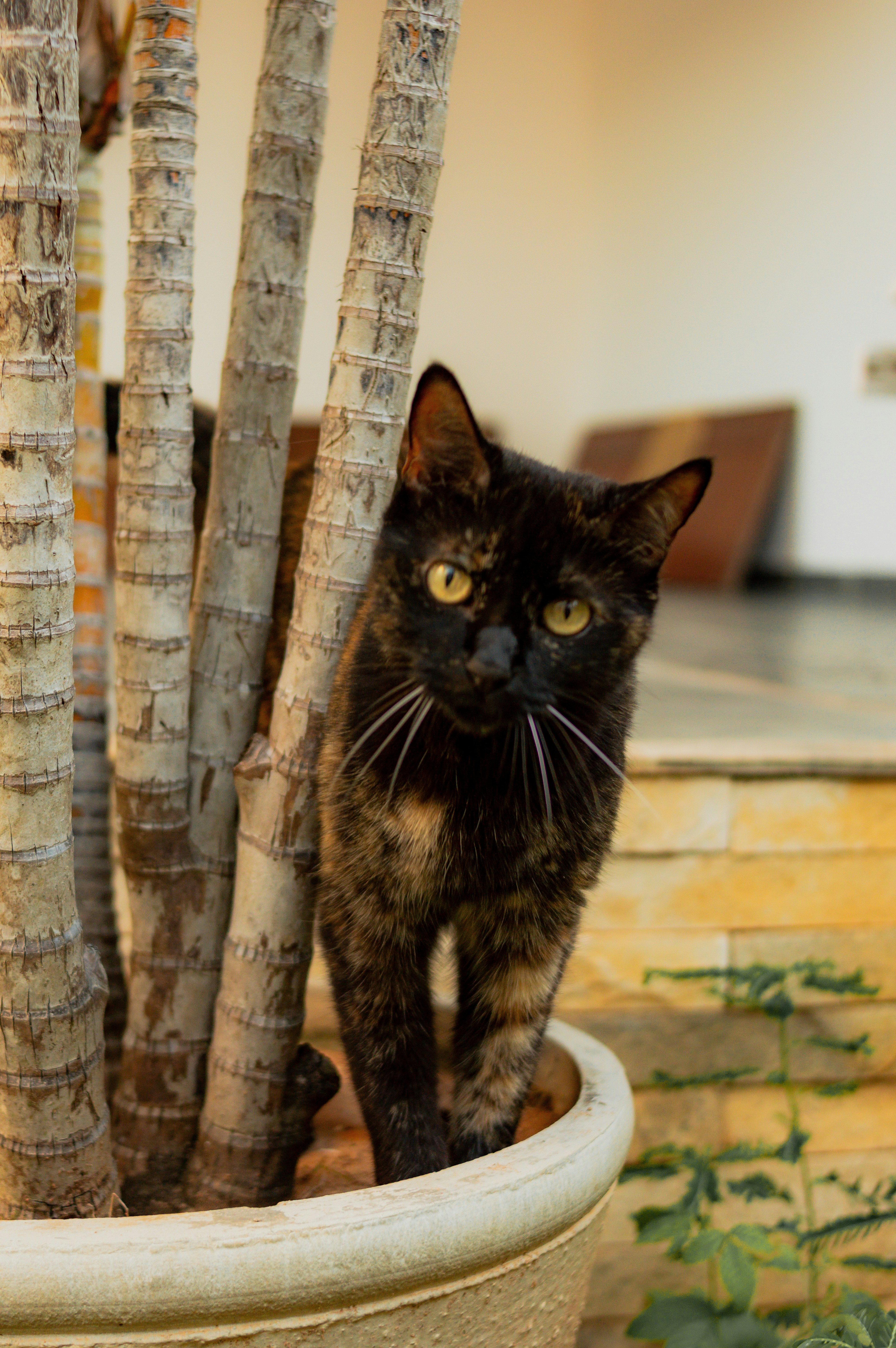 Curious Black Cat Among Tropical Trunks