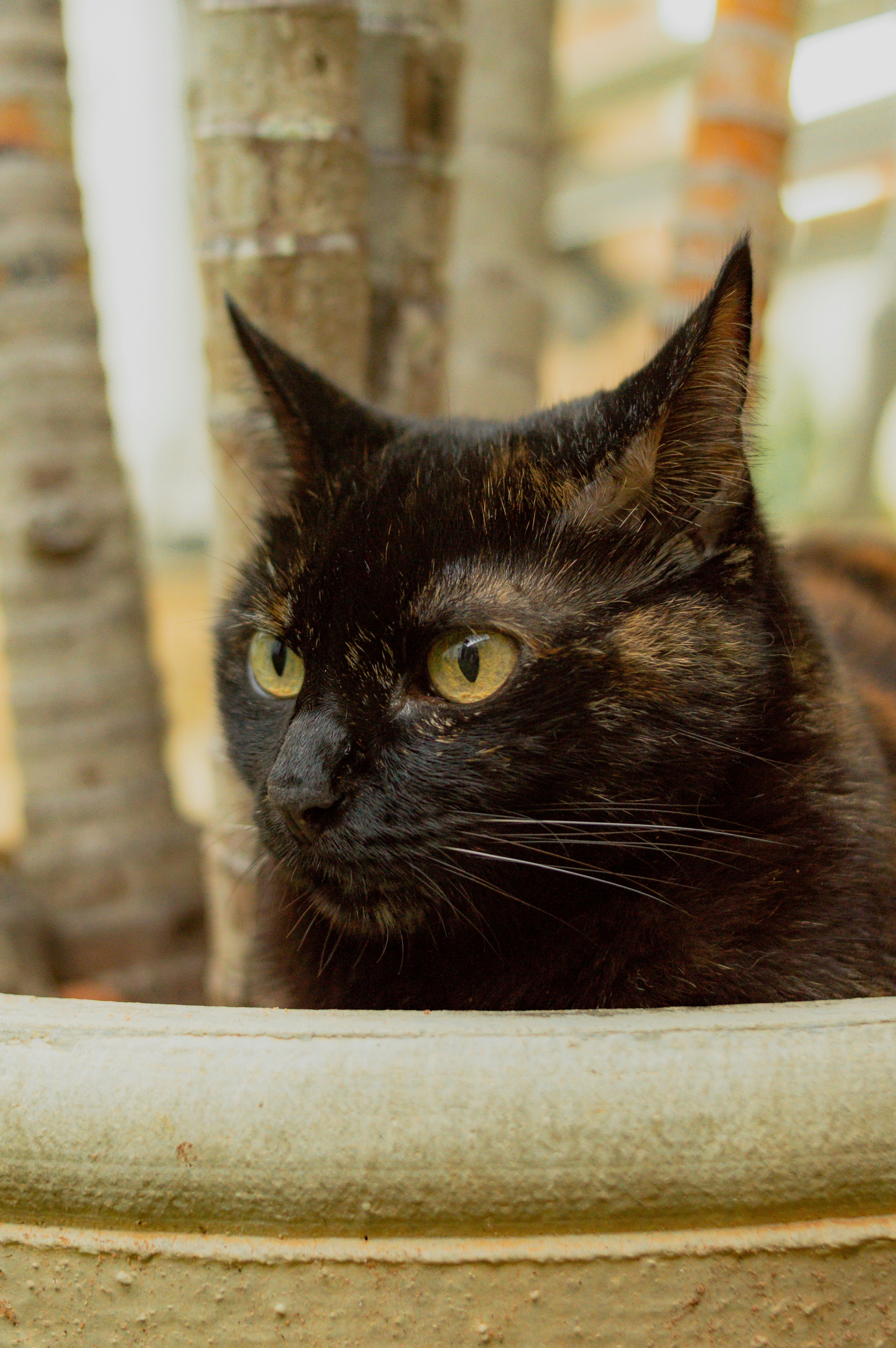 Dappled gaze: a black cat peeks from a clay crescent