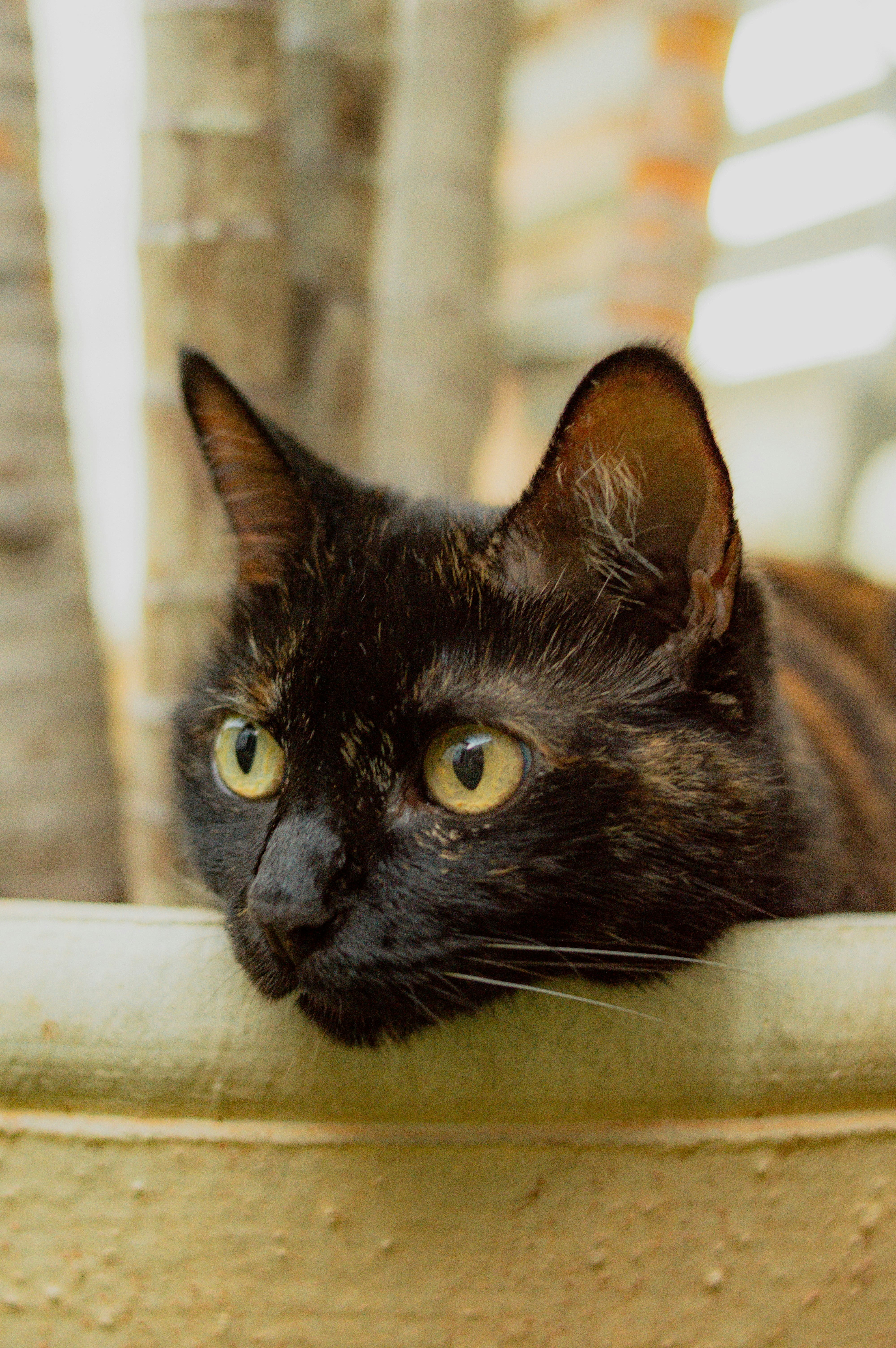 Curious Black Cat Peeking Over a Rustic Rim