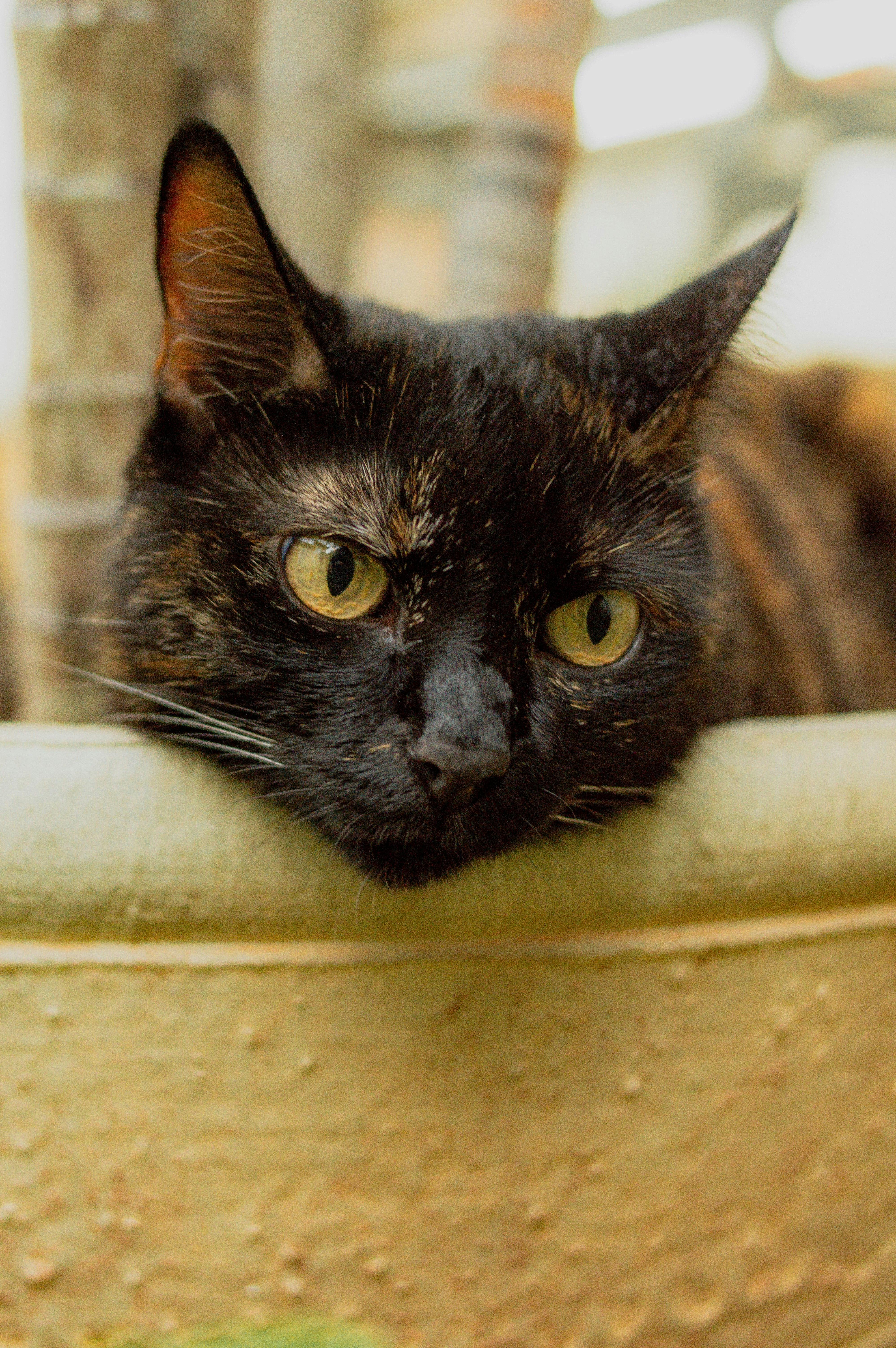 Half-Submerged Whiskered Watcher