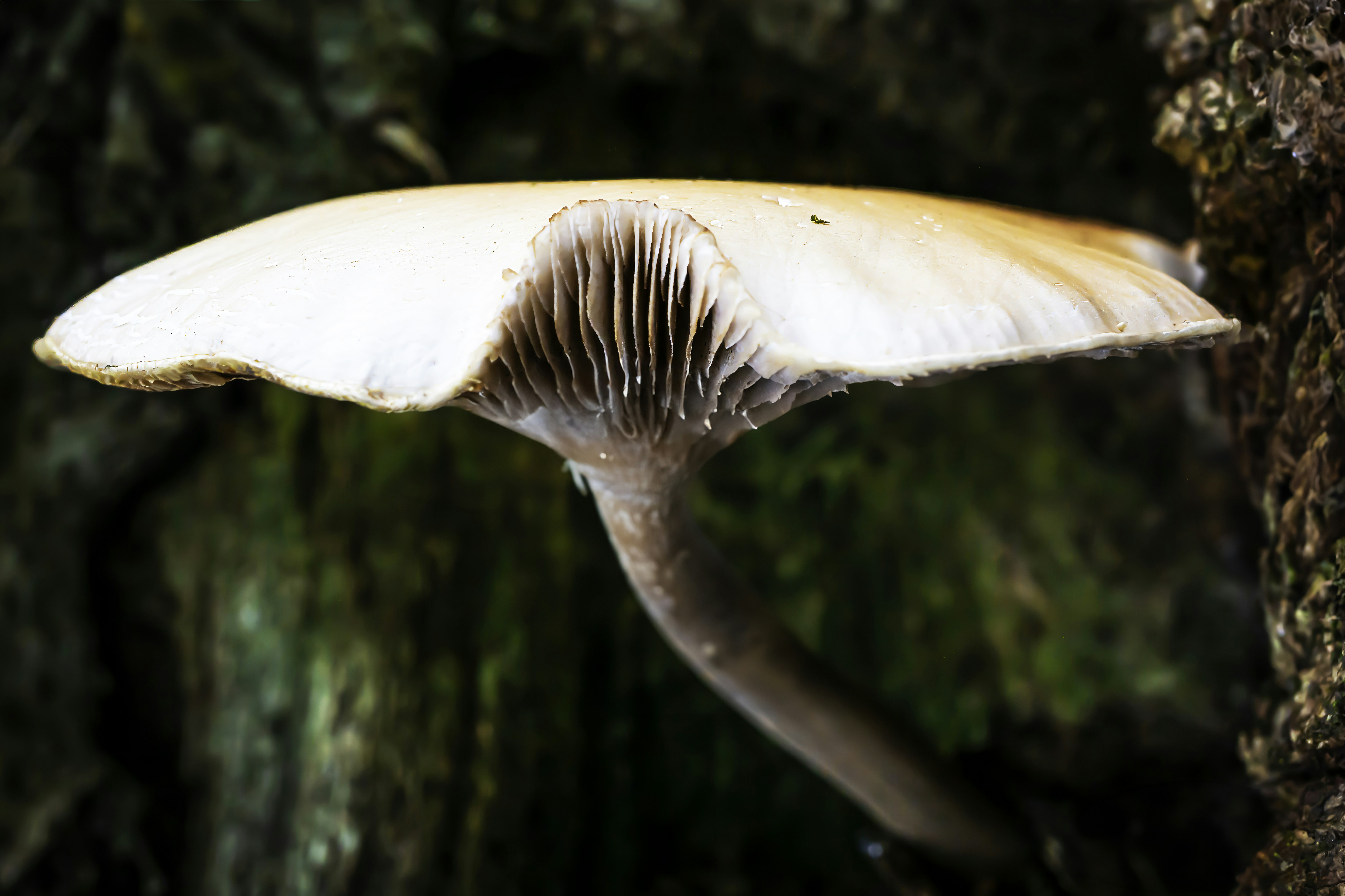 Mushroom Cap Framing a Quiet Forest Moment