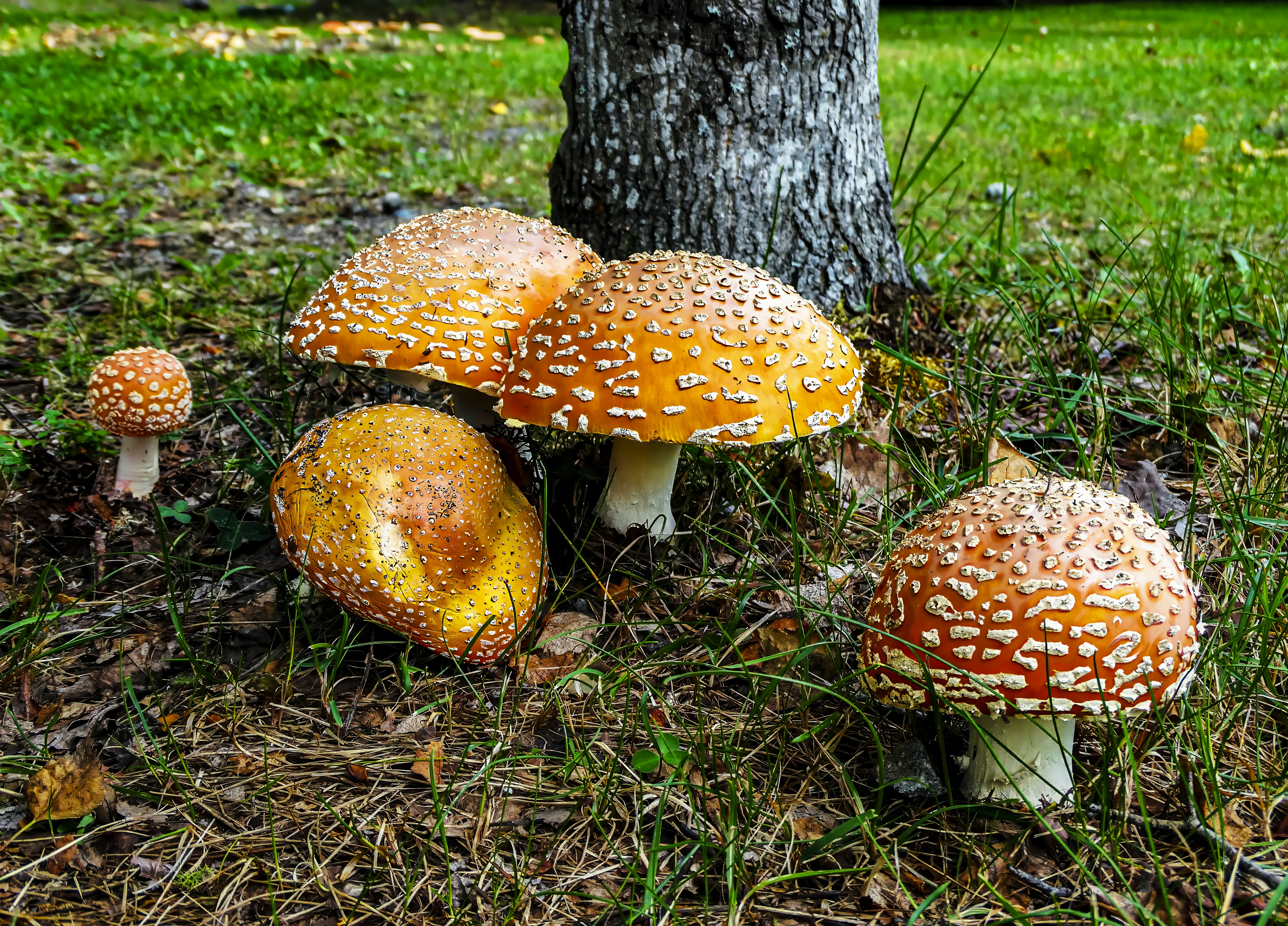 Orange-topped Fungi Cluster at the Base of a Silent Tree