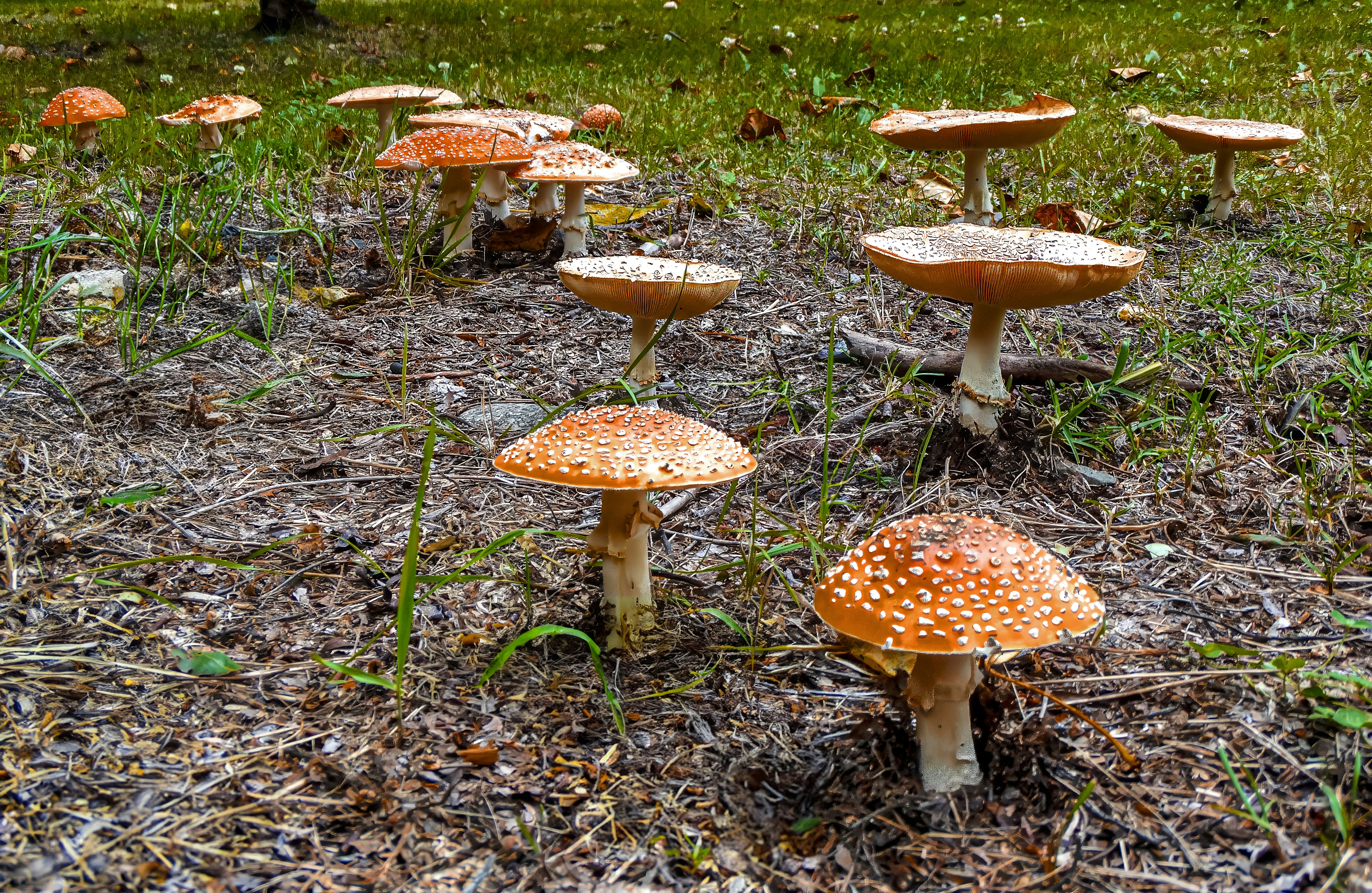 Mushroom parade in a sunlit forest floor