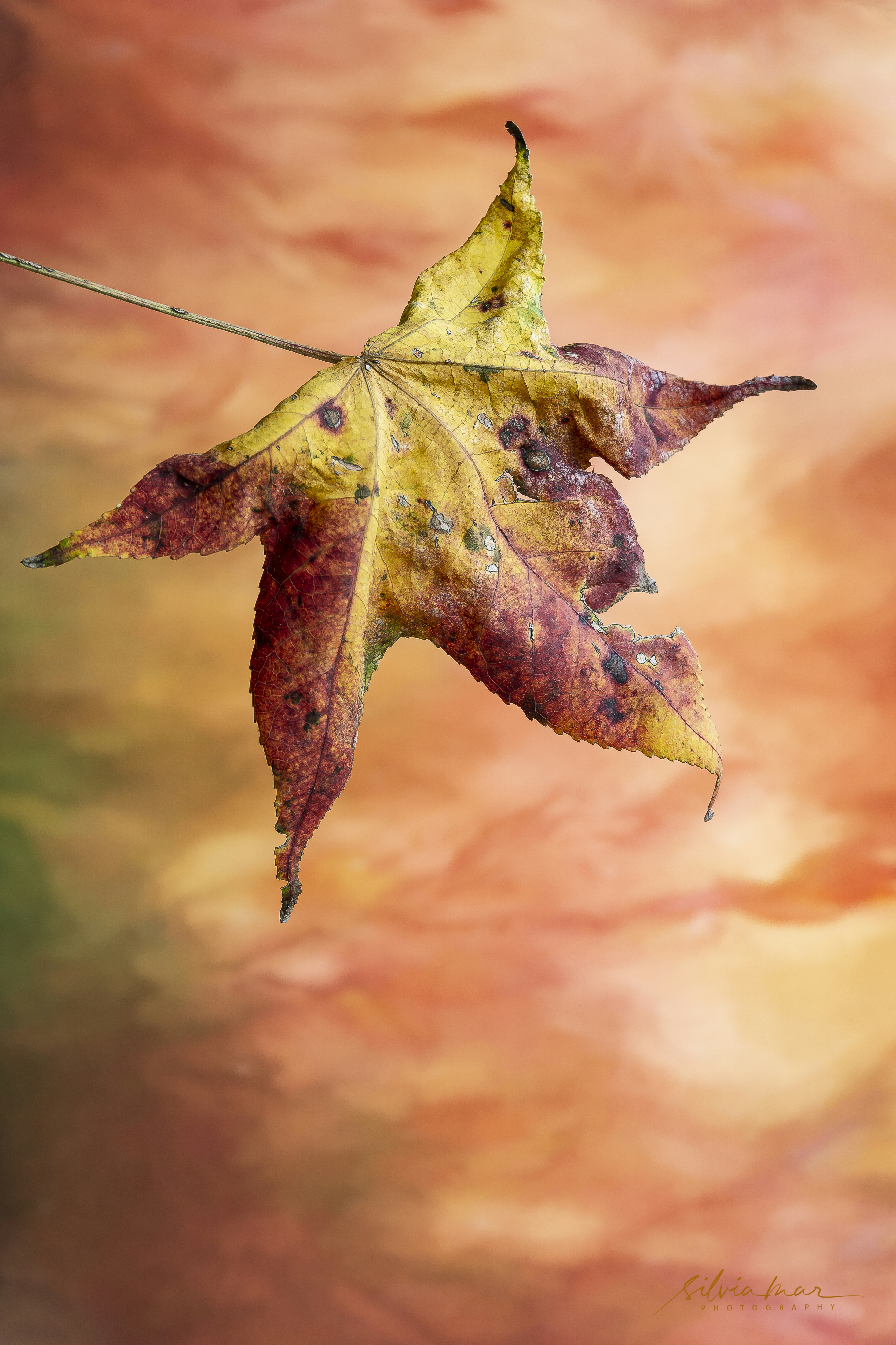 A single autumn leaf with vibrant colors