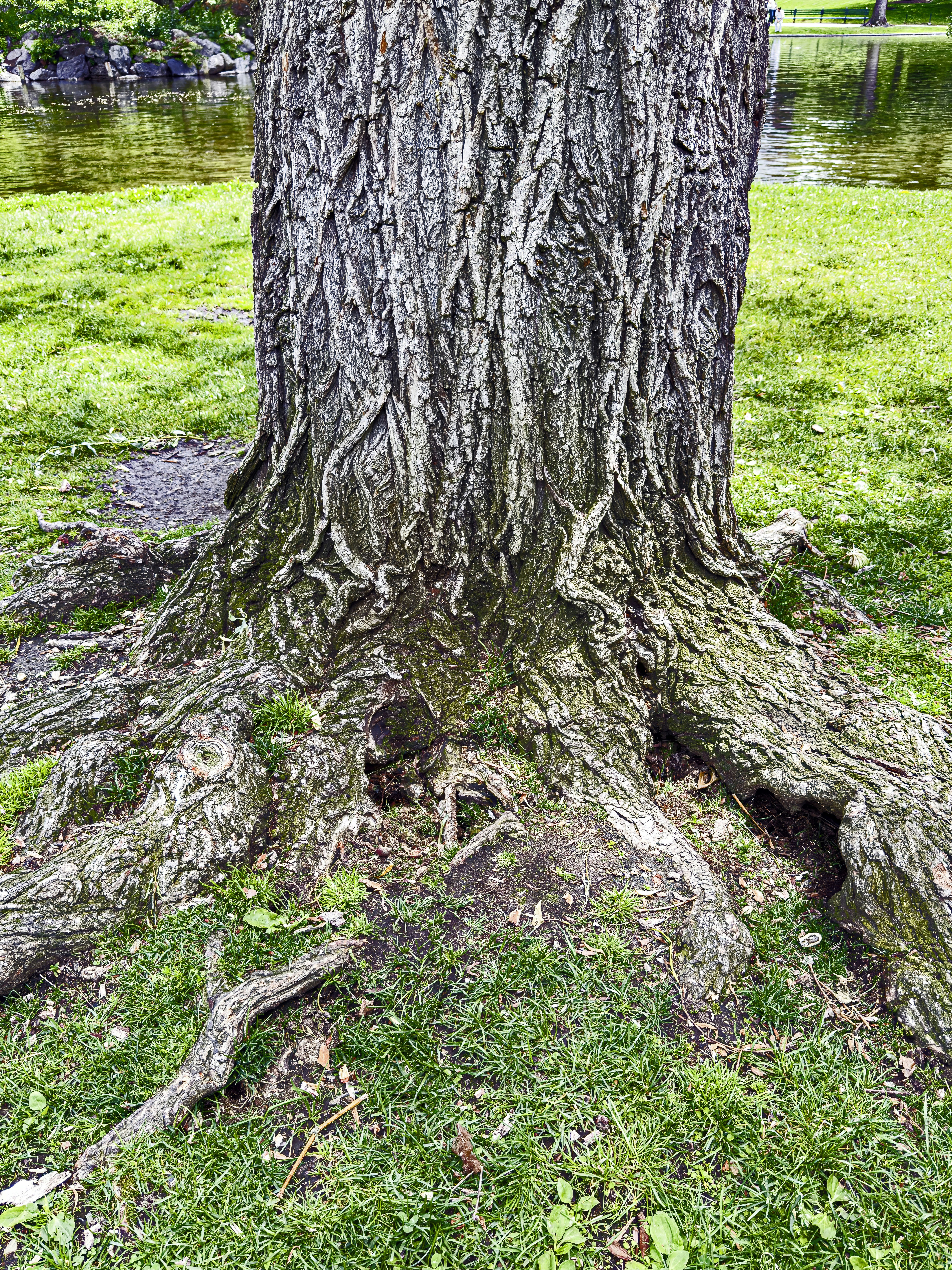 Gnarled Anchor: The Tree Roots Defining the Park