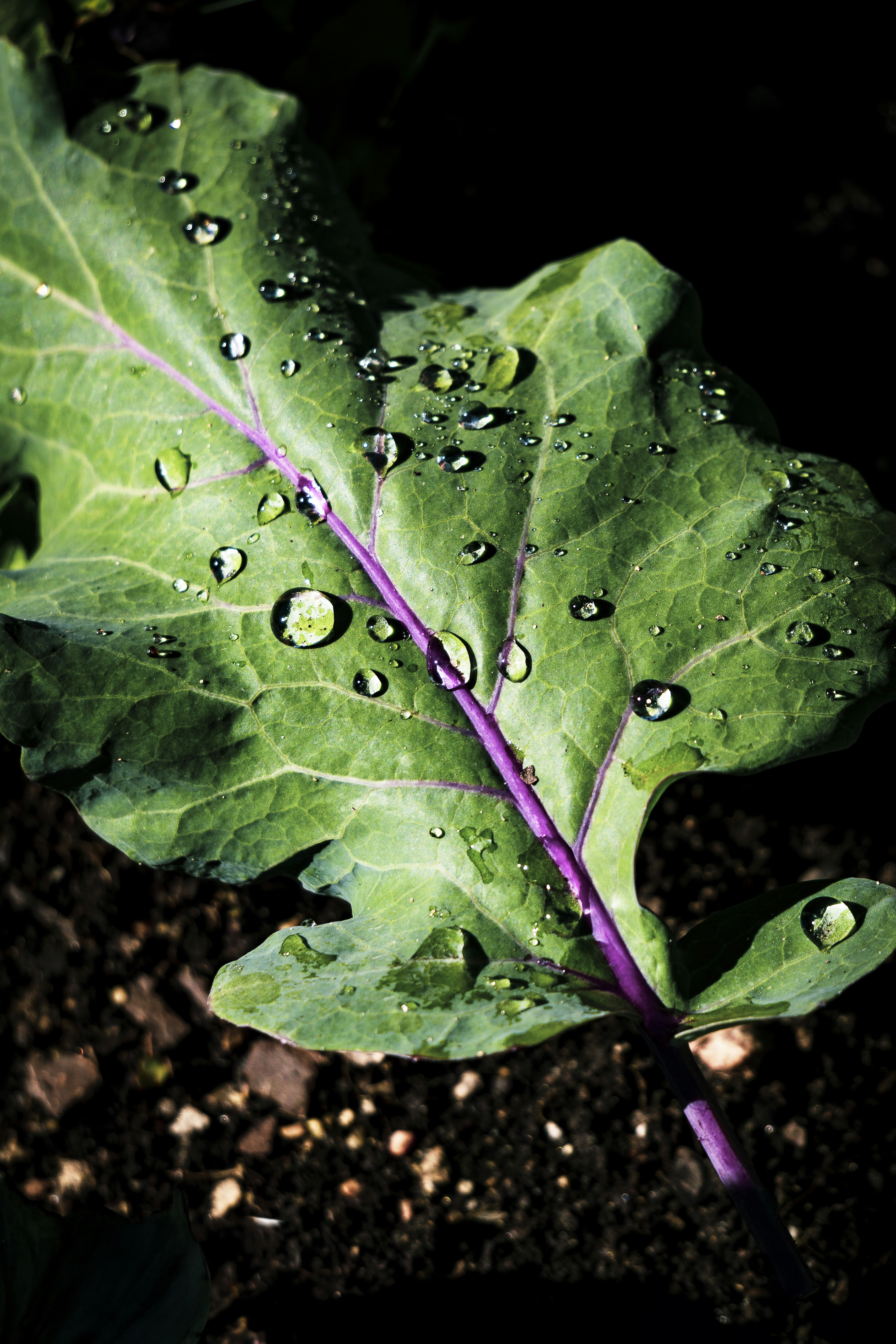 Emerald Vein: A Dew-Kissed Leaf with Vivid Purple Midrib