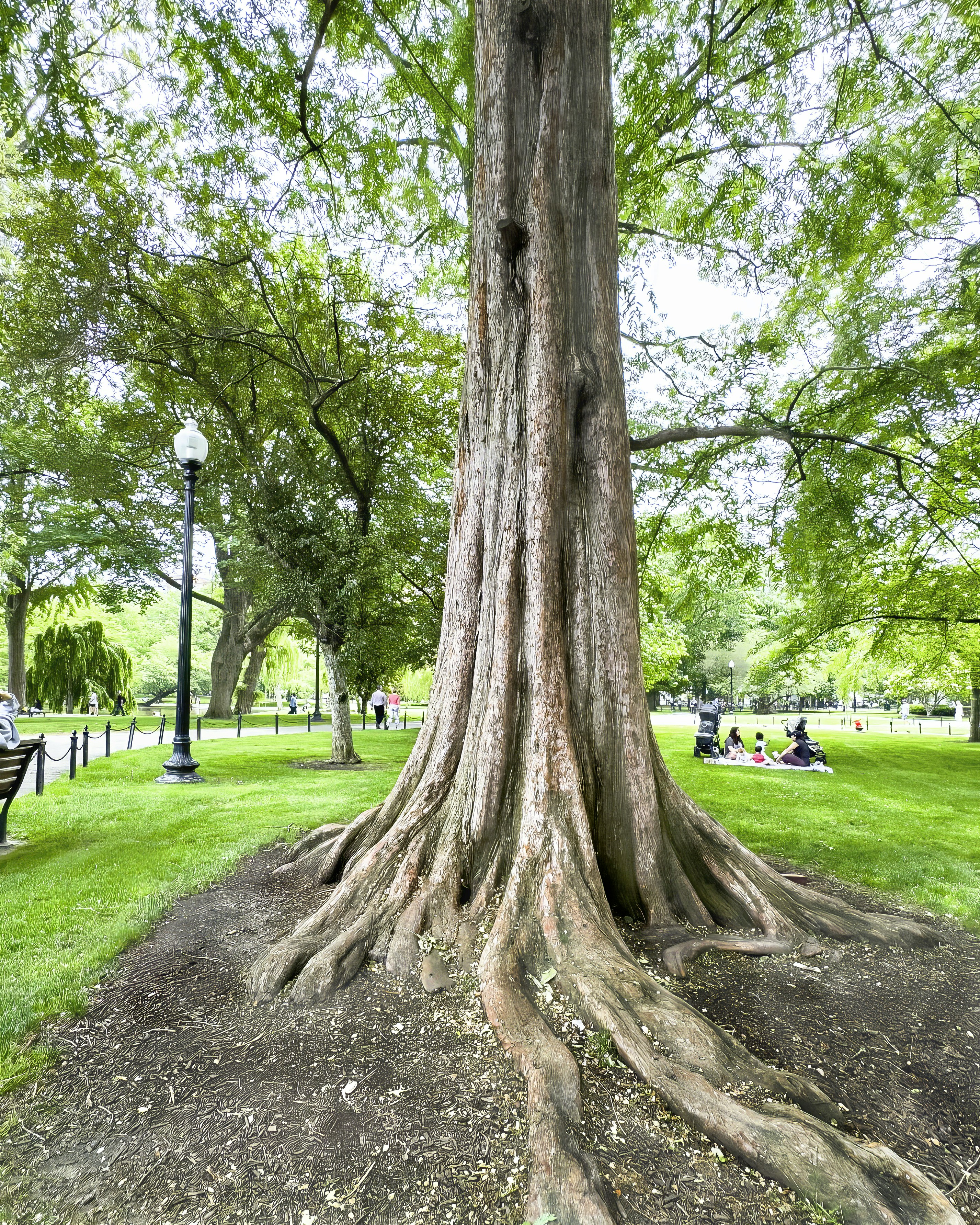 Ancient Arboreal Giants: A Trunk Reaches for the Park Sky