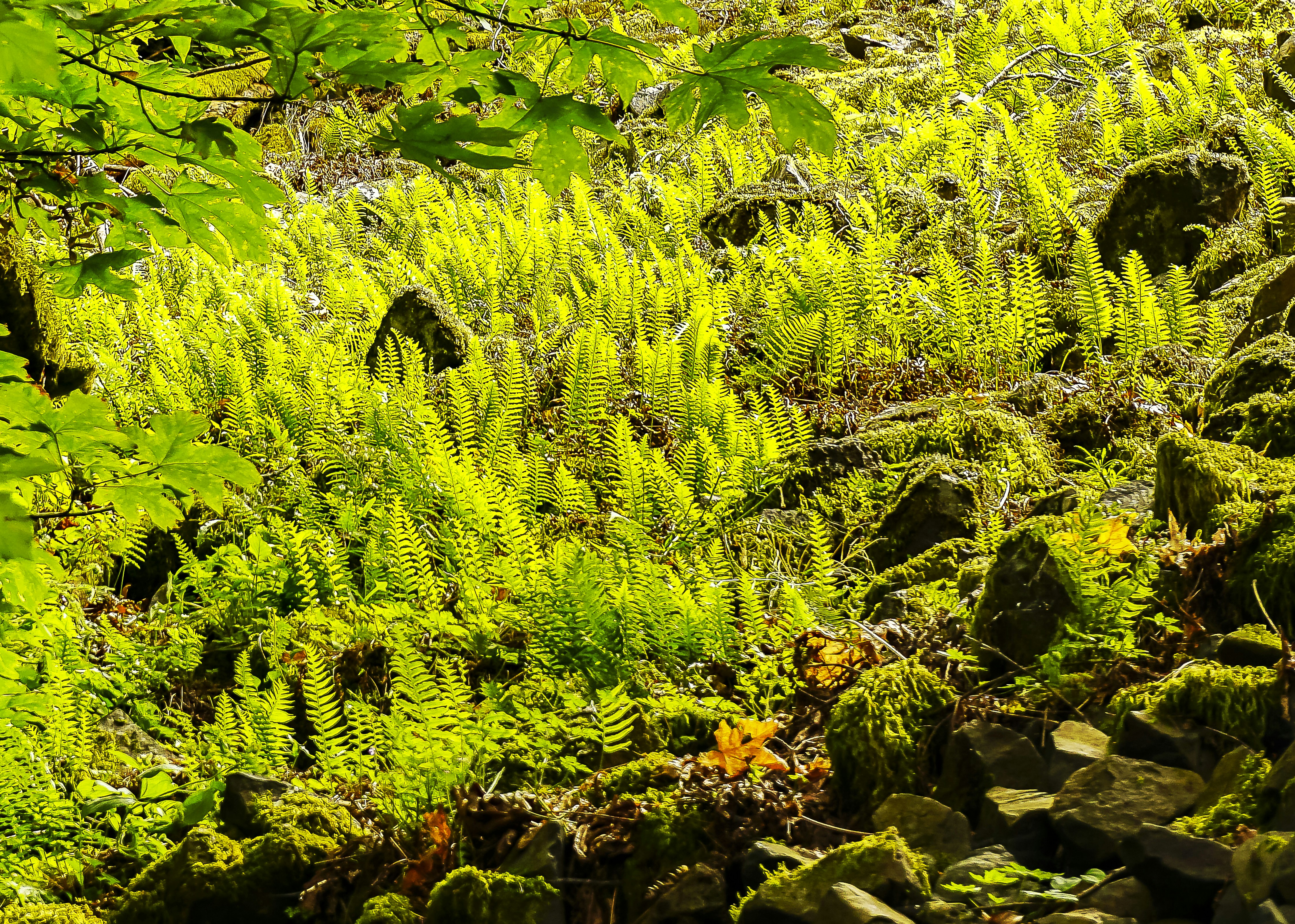 Sunlit Fern Meadow on a Rocky Bank