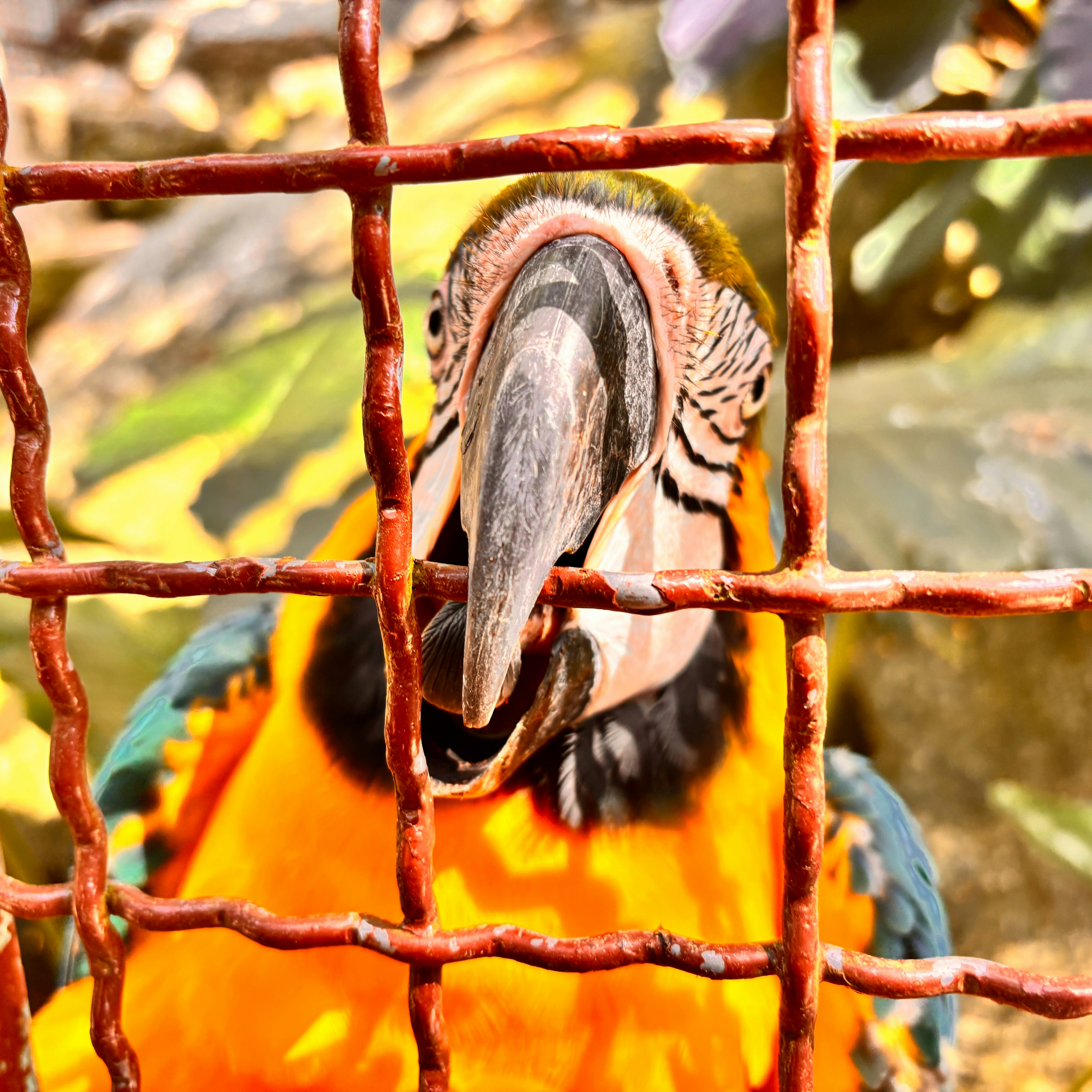 Crimson Beak Behind Rusted Grids: A Close Encounter