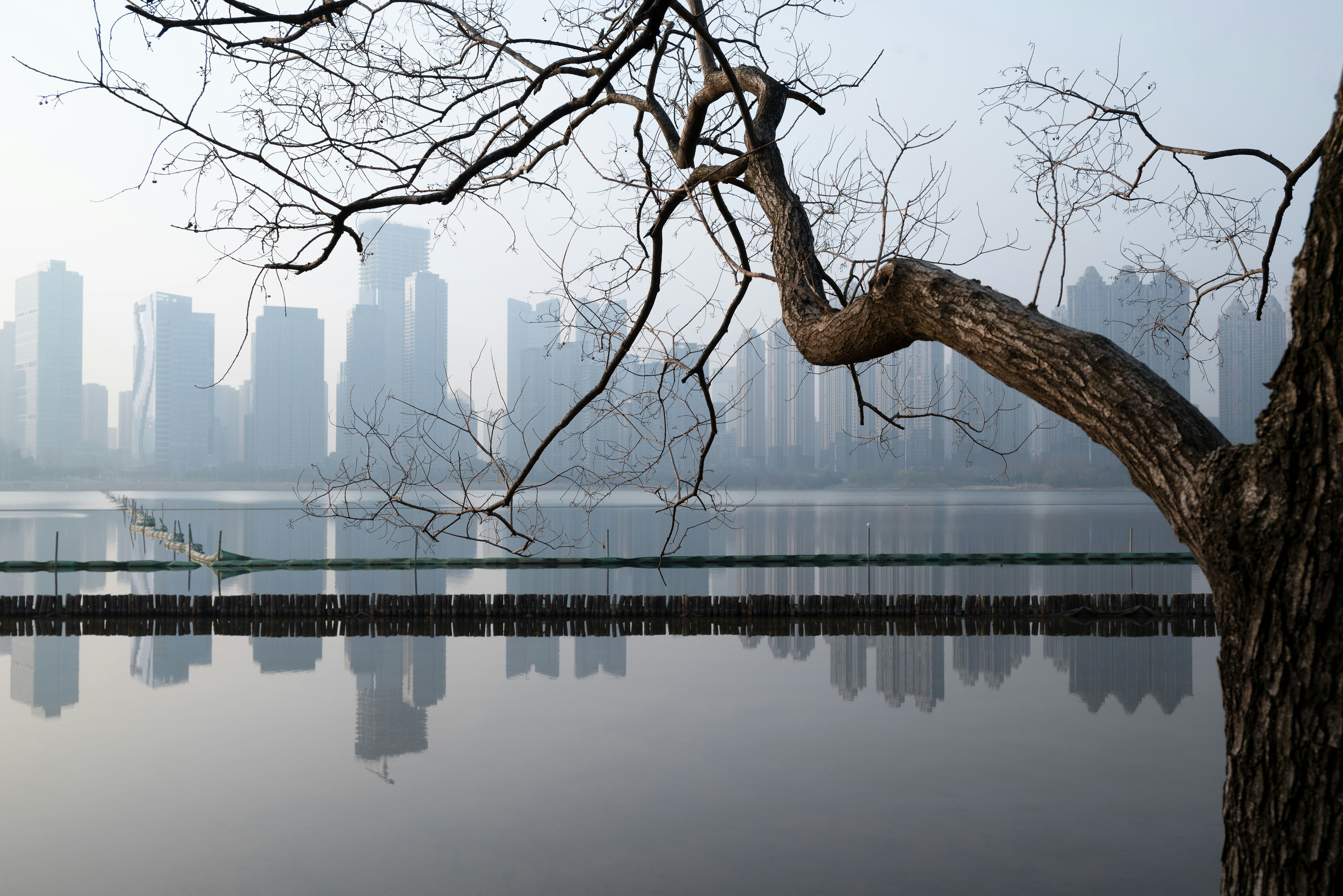 Branch Overlooking a Quiet City Mirror