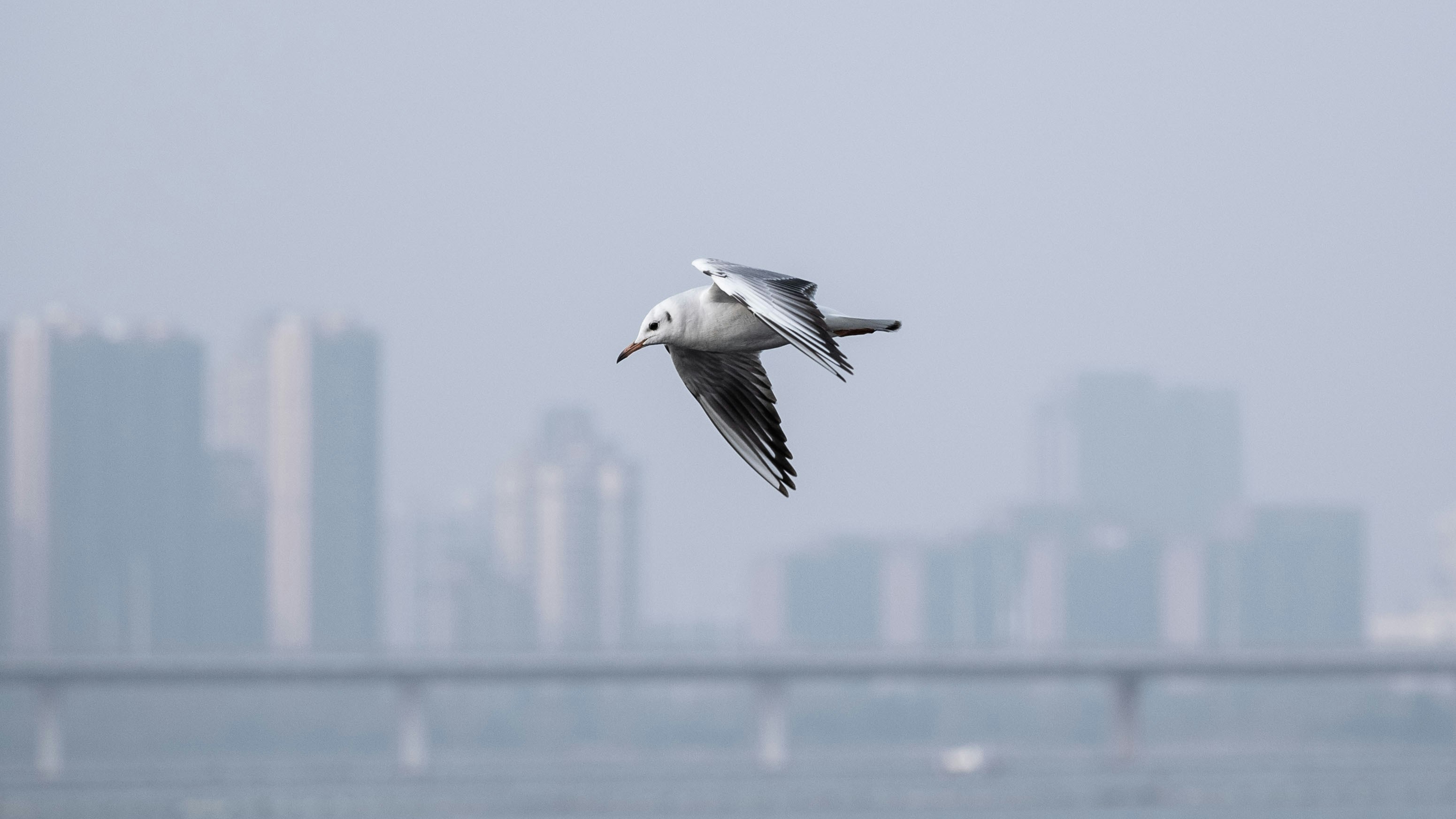 Midflight over a gray harbor: gull against a cityscape