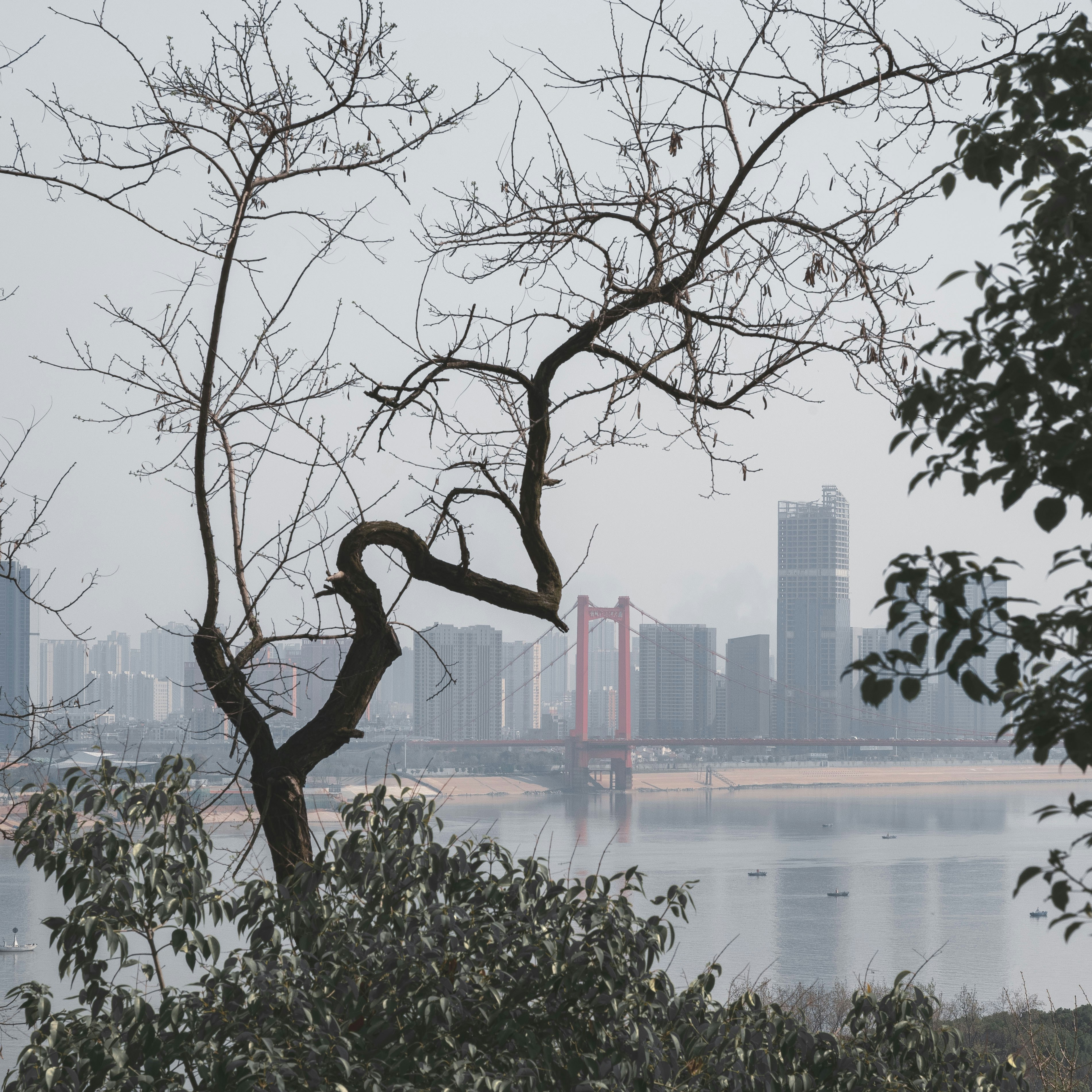 Winter Branches Framing a Hazy Riverfront