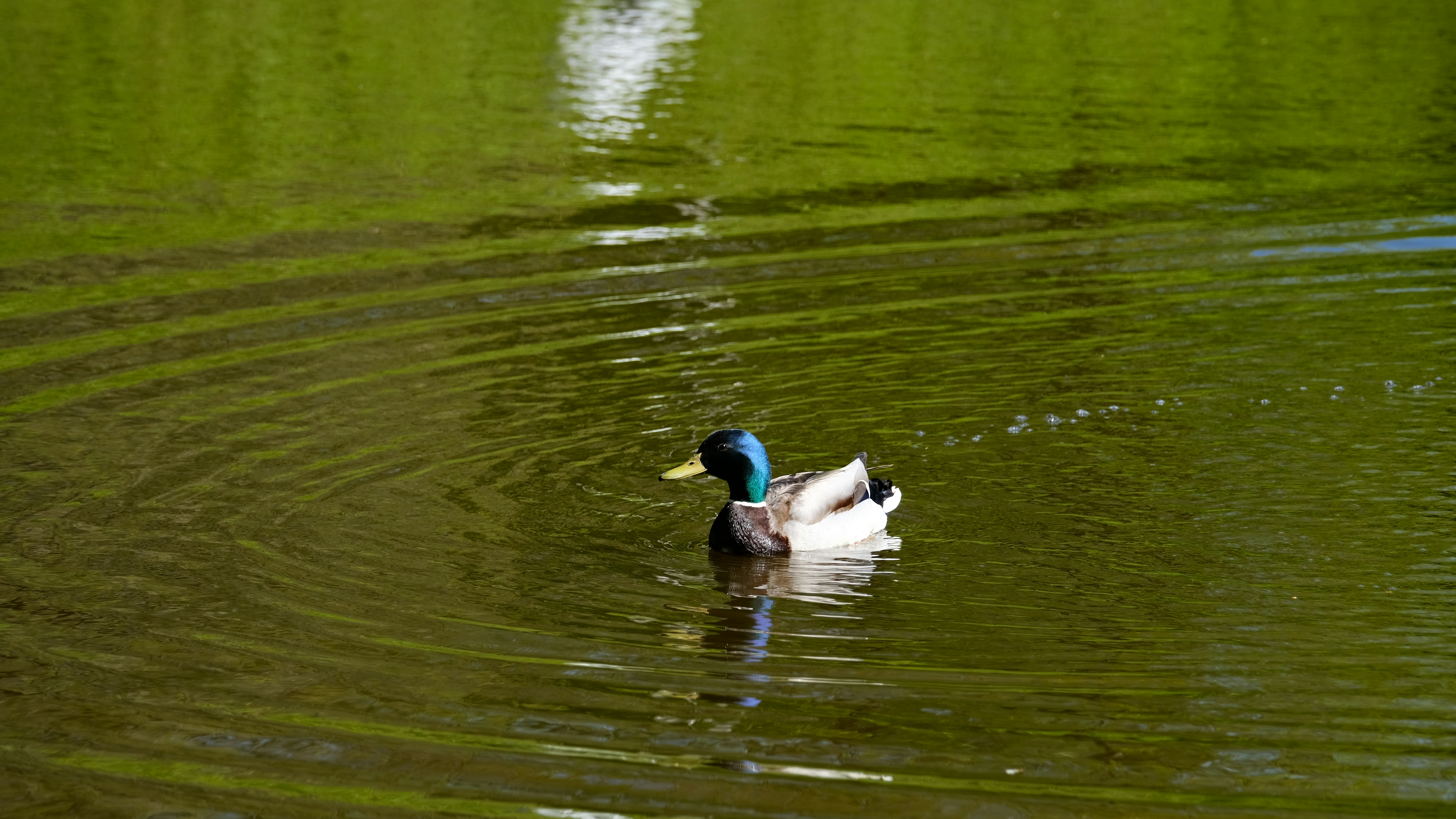 Green-Backed Duck Gliding Across Quiet Pond