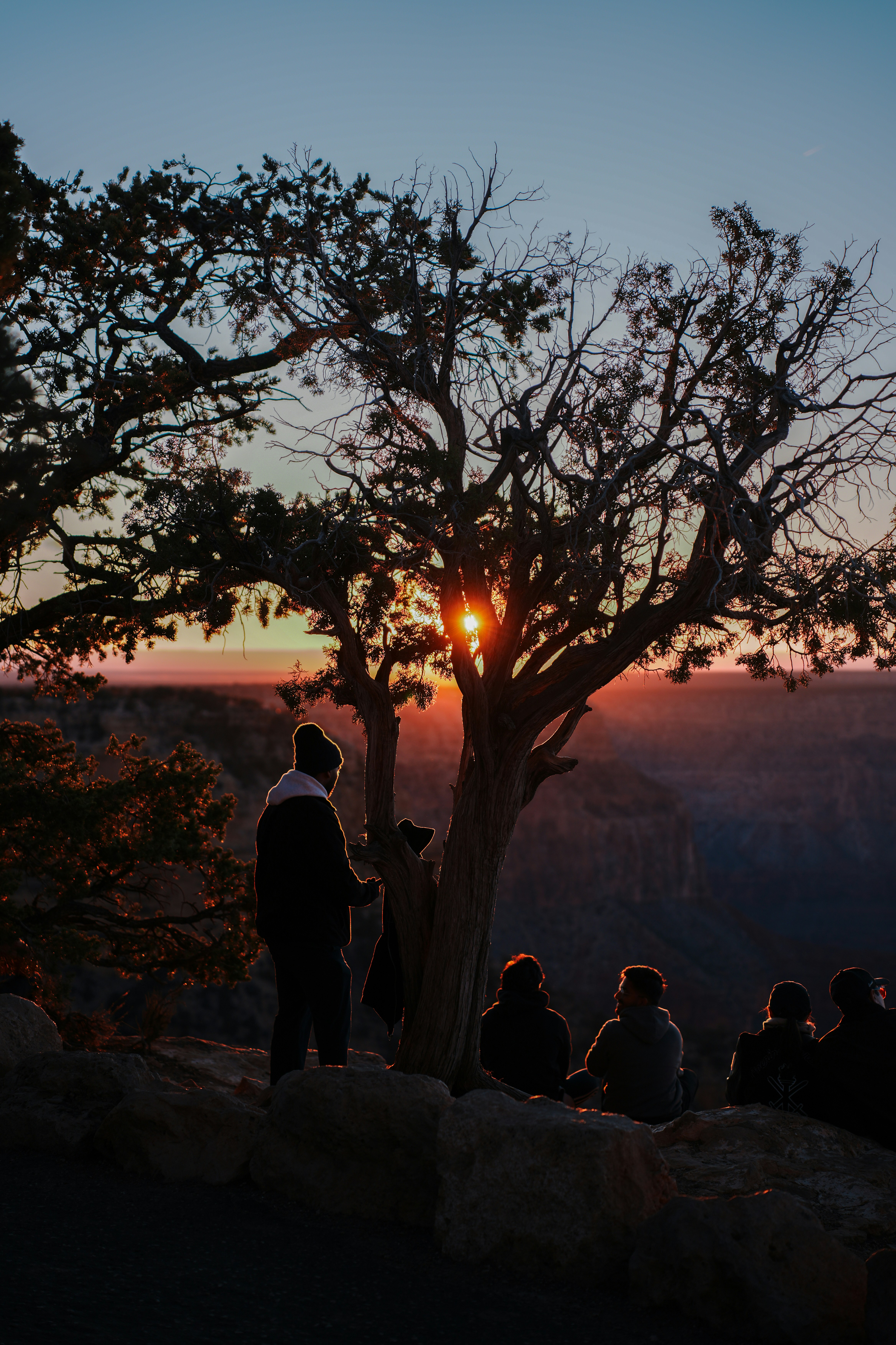 Sunlit silhouette beneath a twisting tree at canyon edge