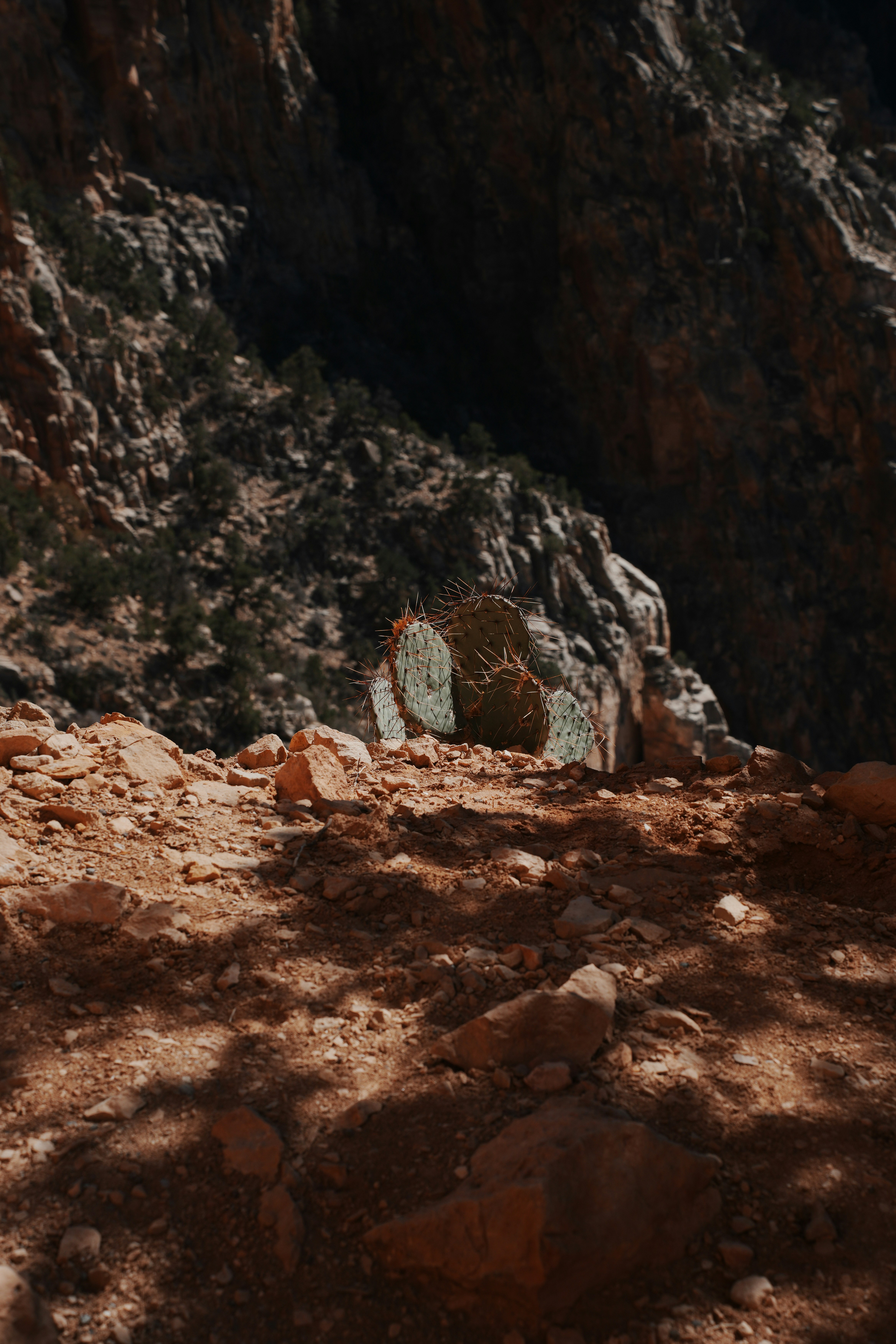 Desert Clifflight: A Cactus Sentinel in Shadowed Gully