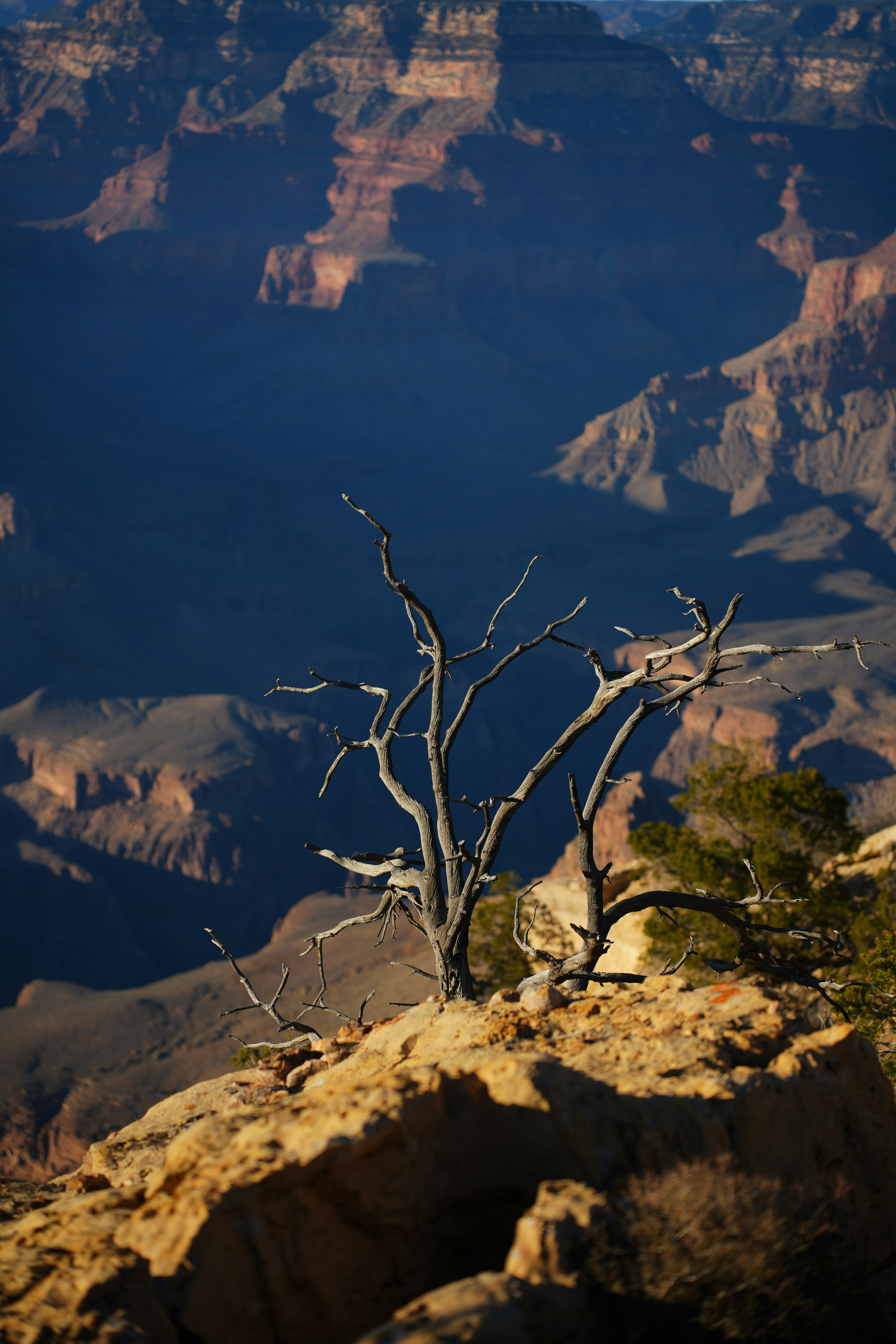 Deserted Sentinel: A Weathered Branch Guards the Canyon Edge