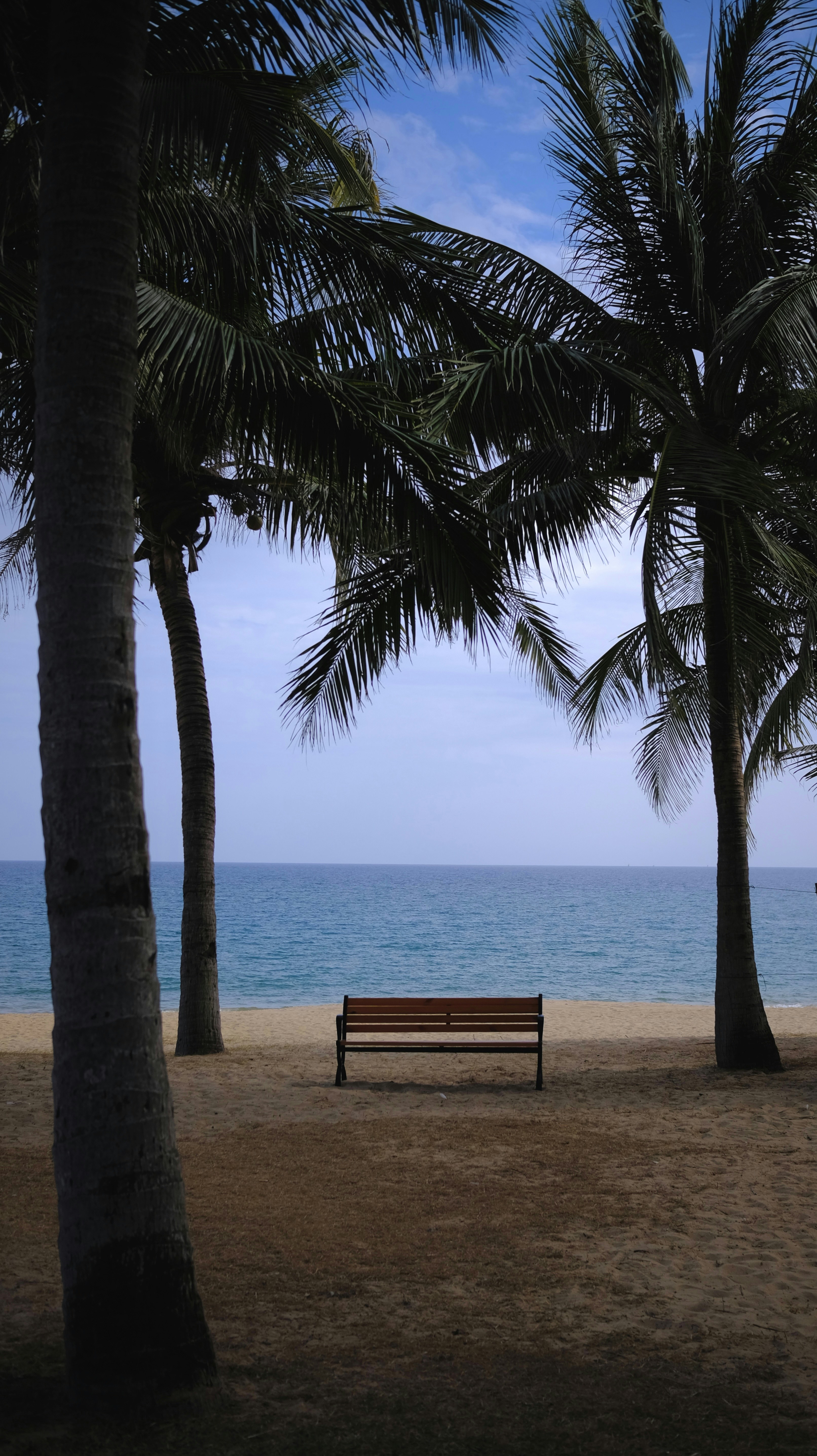 Solitary Bench Beneath Whispering Palms by the Quiet Sea