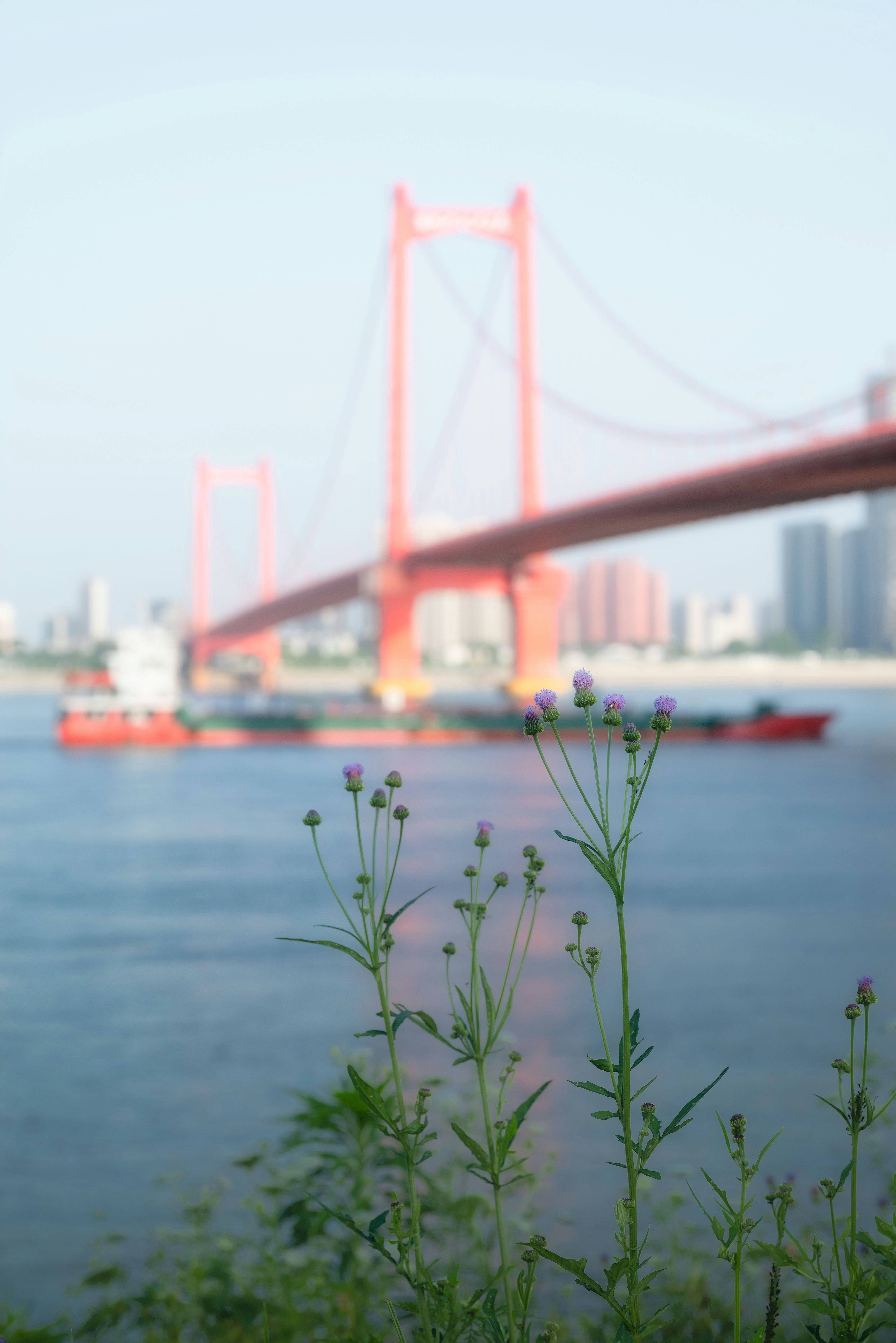Flora in Focus: Wildflowers Framing a Distant Red Bridge