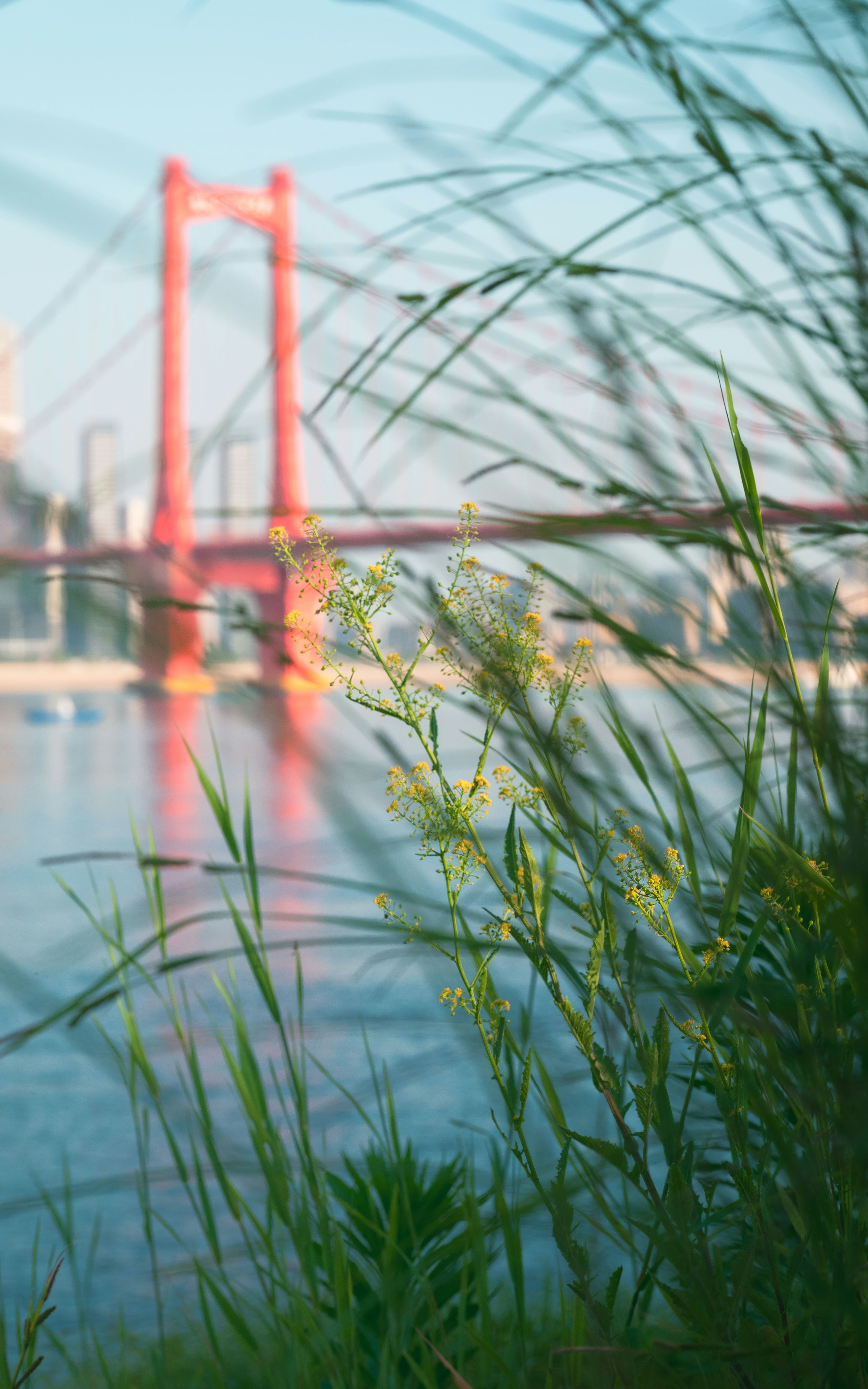 Floral Fronds in Focus: A Bridge View Through Gentle Turbidity