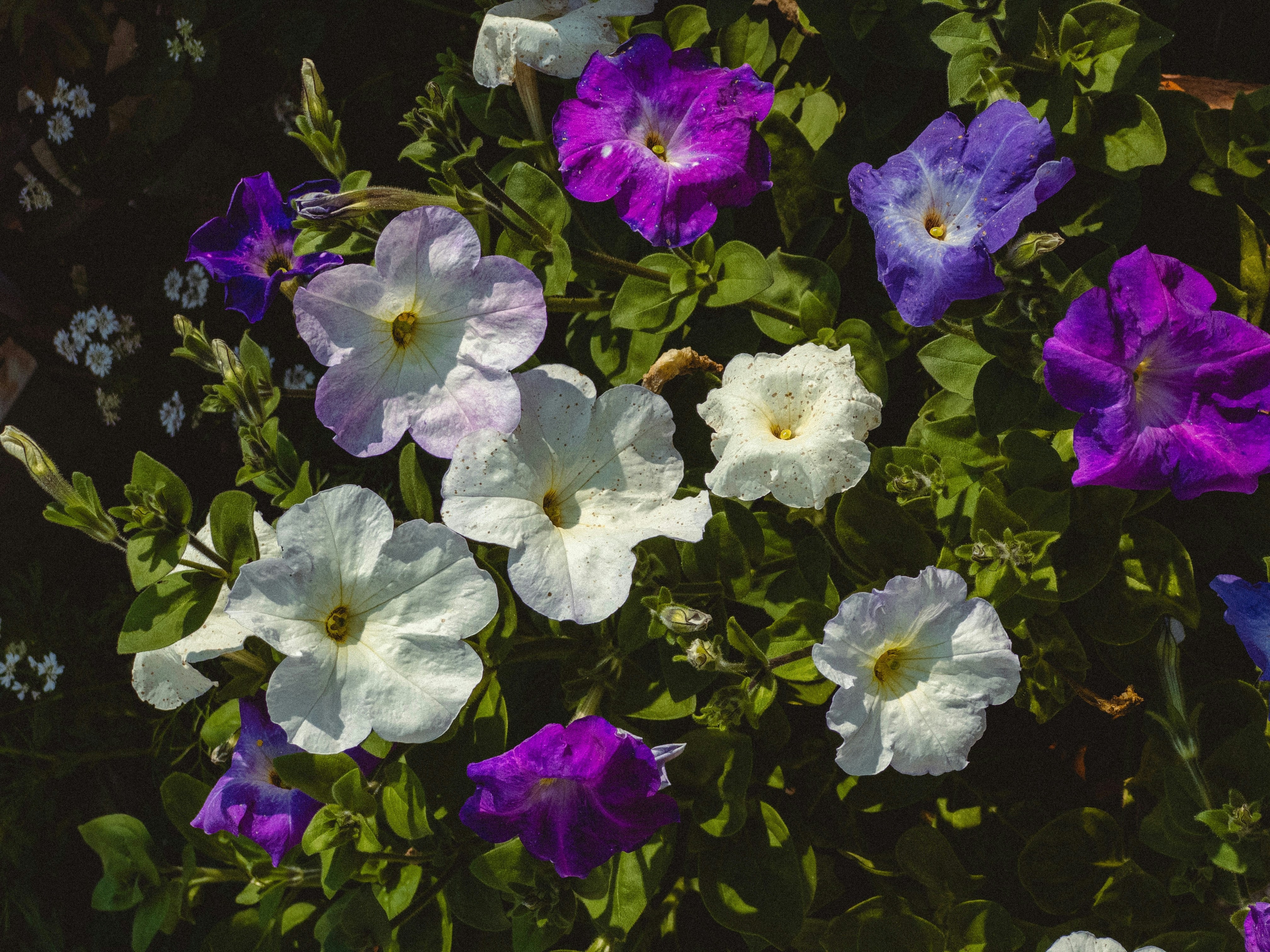 Petunia Mosaic: White and Violet Blooms in Sunlit Cluster