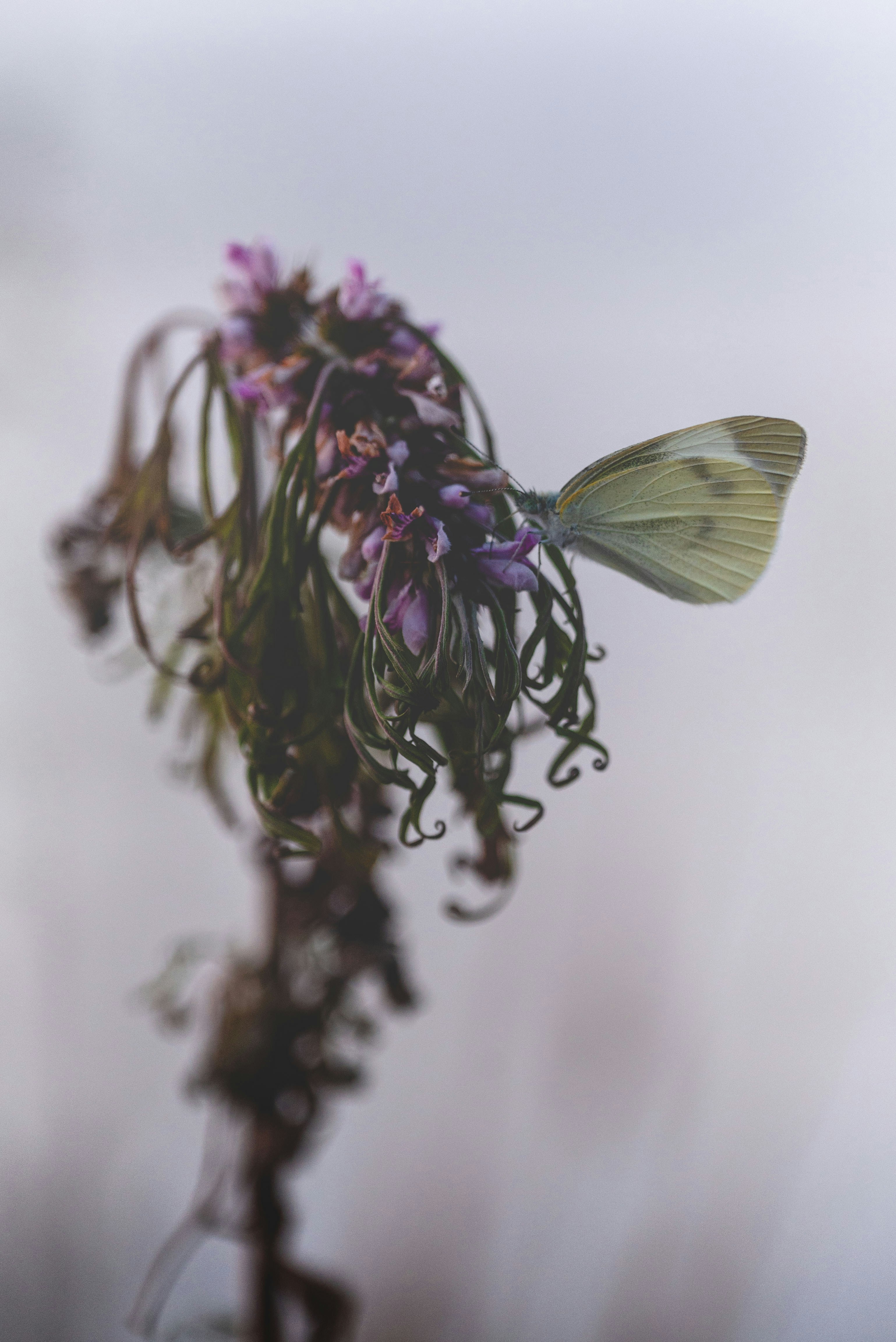 Butterfly Quietly Perched on Withered Blooms